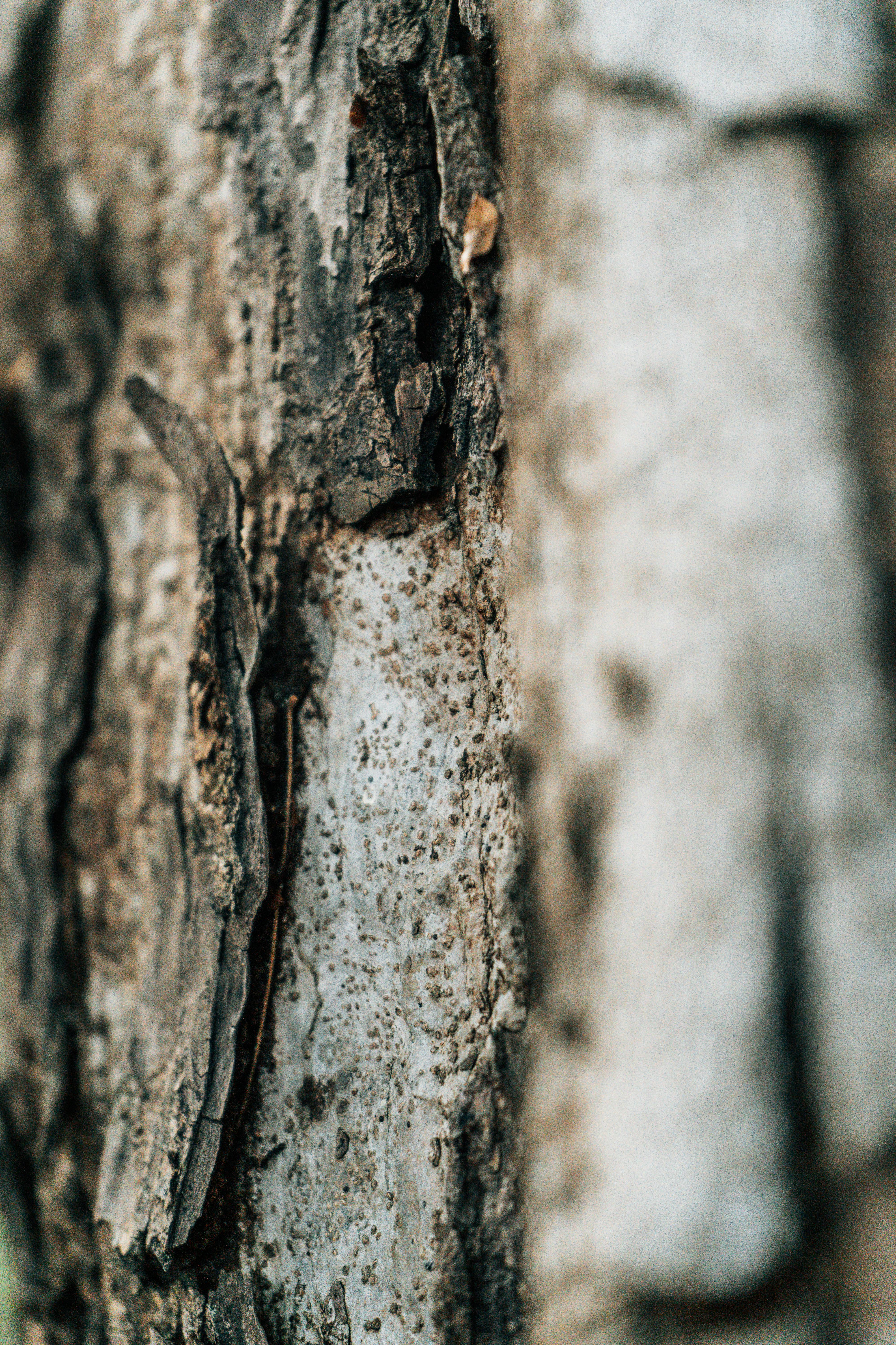 Close-up of Tree Bark Texture in Nature · Free Stock Photo