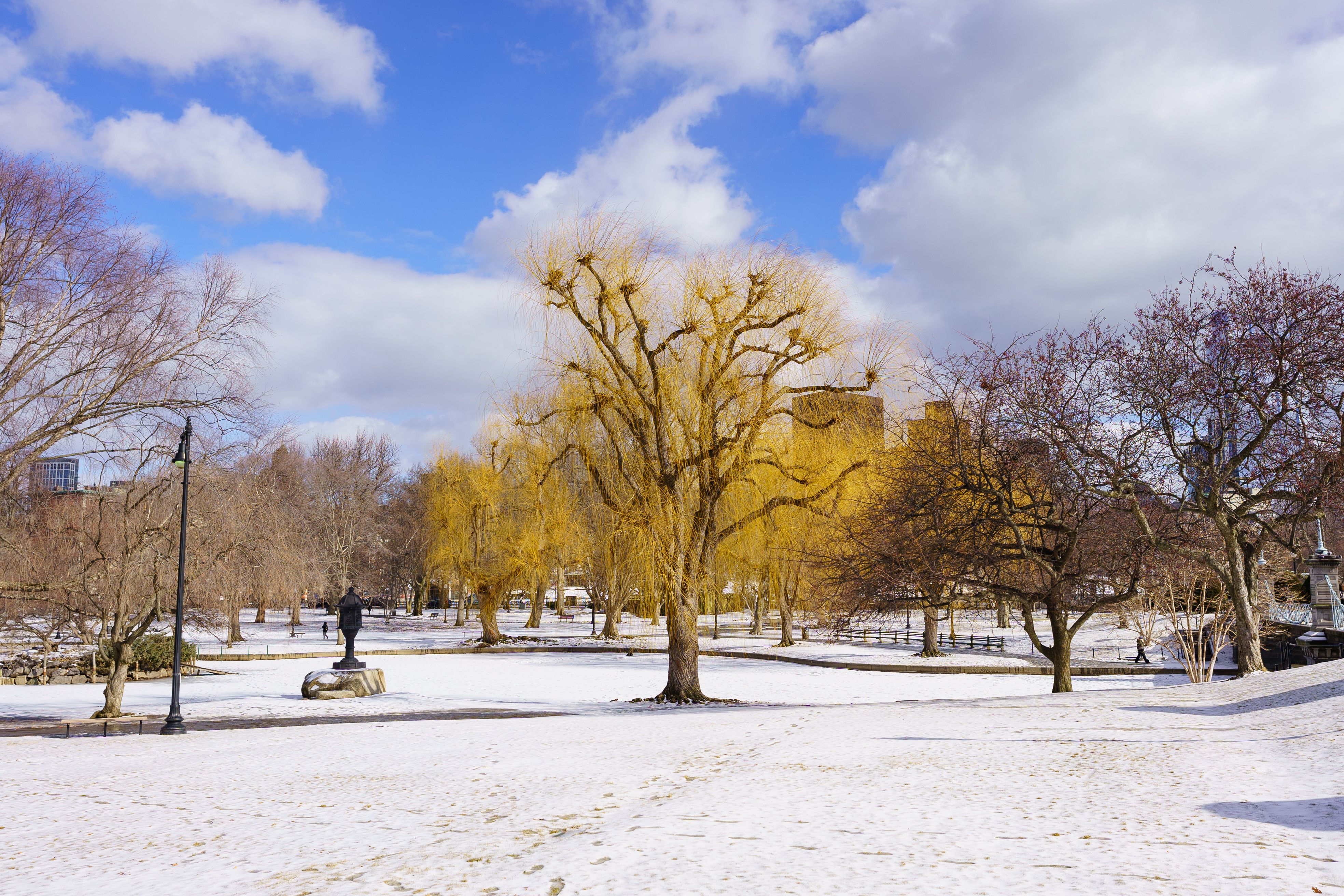 Winter Scene in Boston Public Garden Park · Free Stock Photo