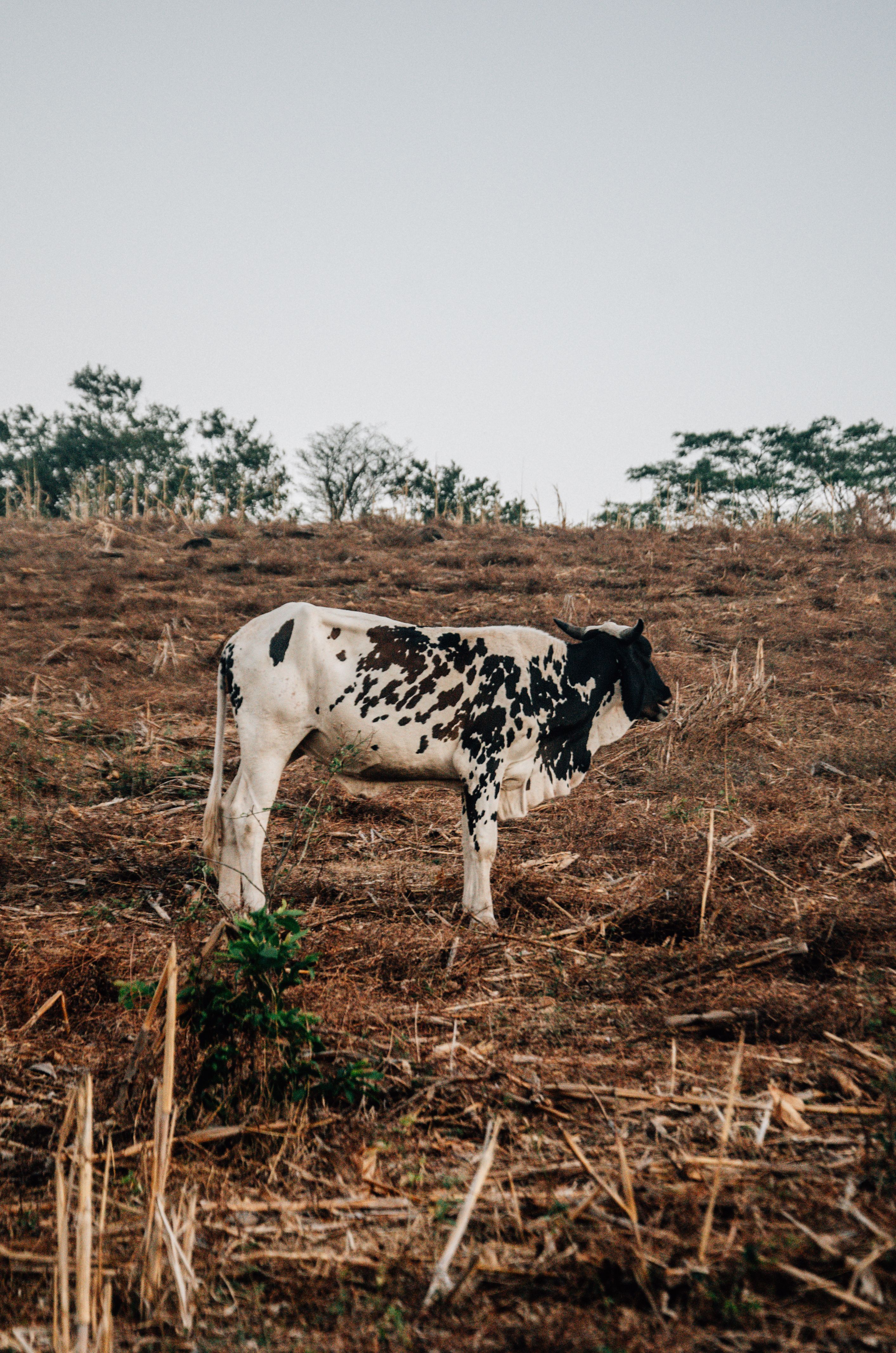 Holstein Cow Grazing on Dry Field at Dusk · Free Stock Photo