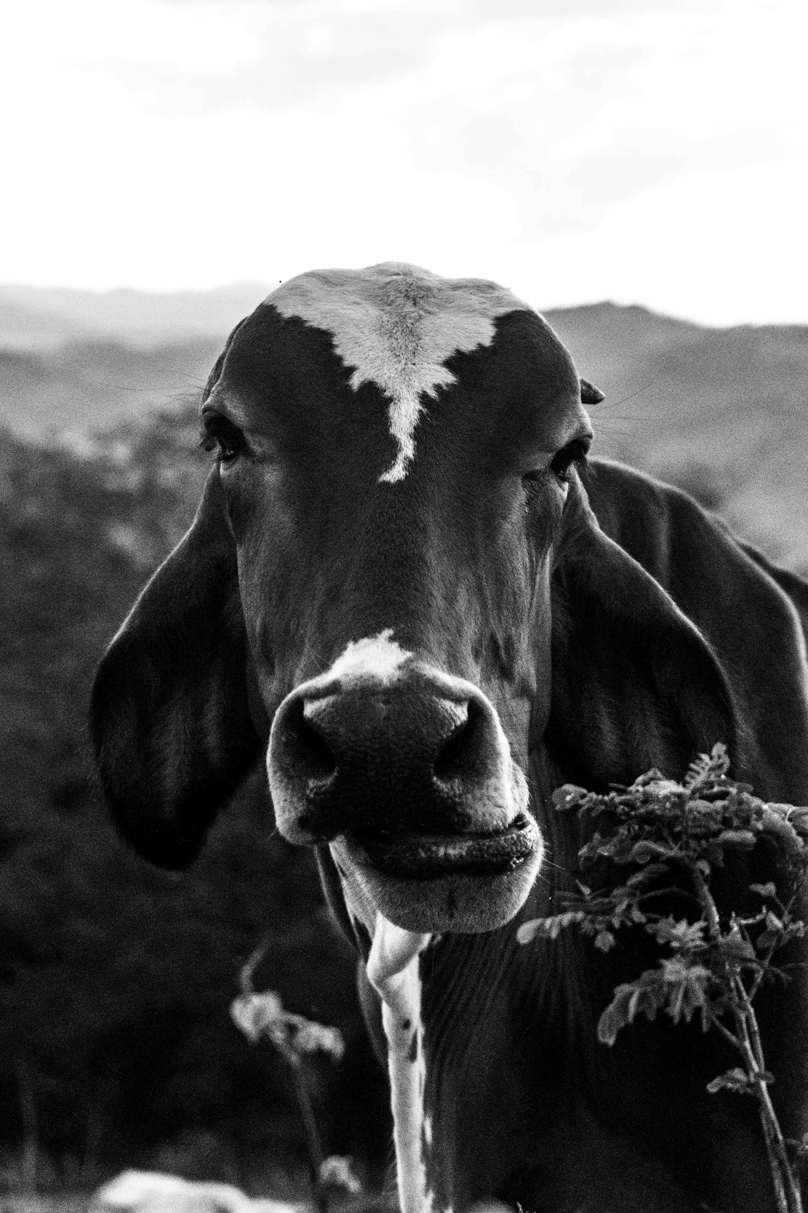Cow Images Photos, Download The BEST Free Cow Images Stock Photos & HD ...