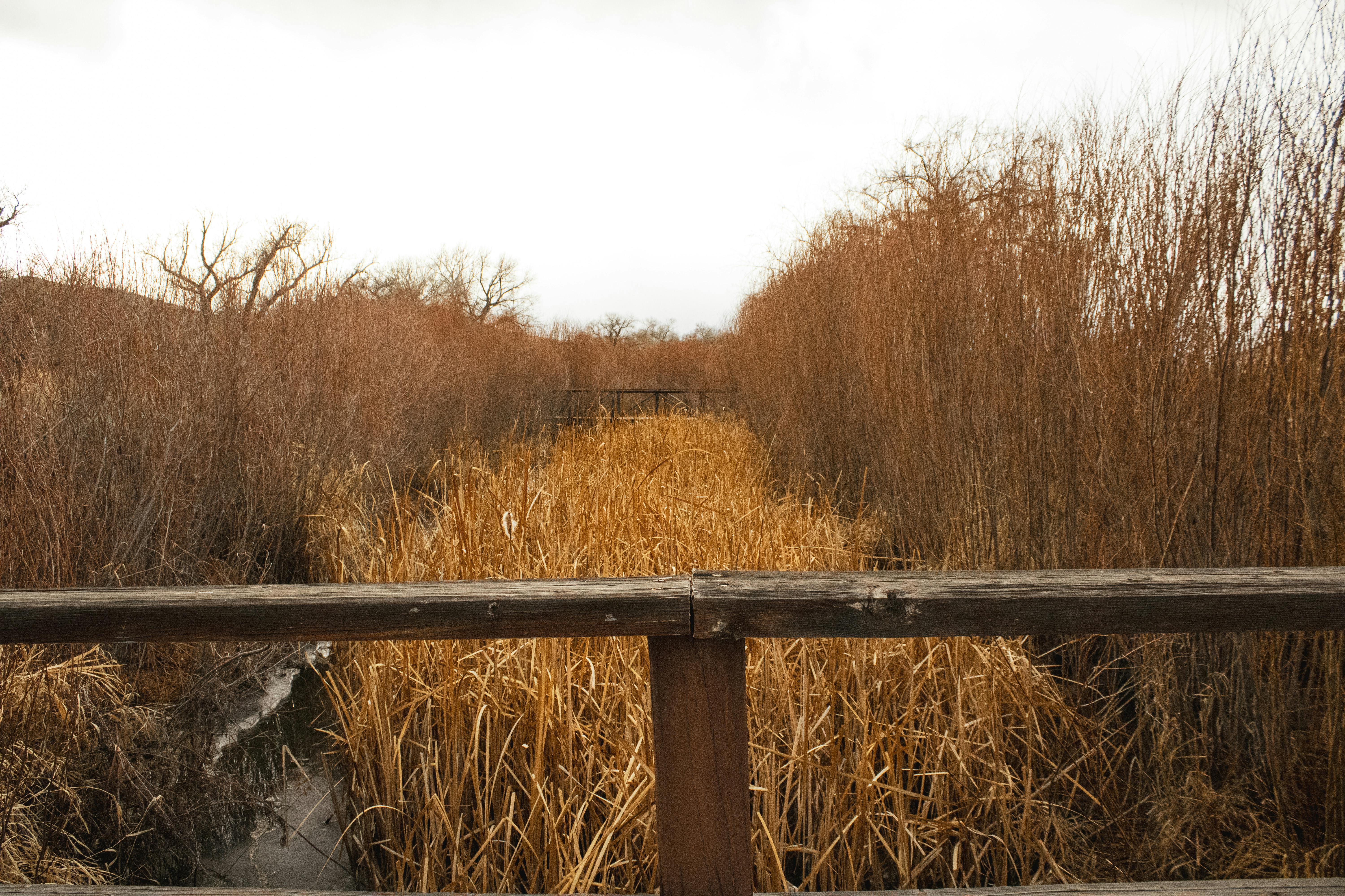 Yellow Reeds Photos, Download The BEST Free Yellow Reeds Stock Photos ...