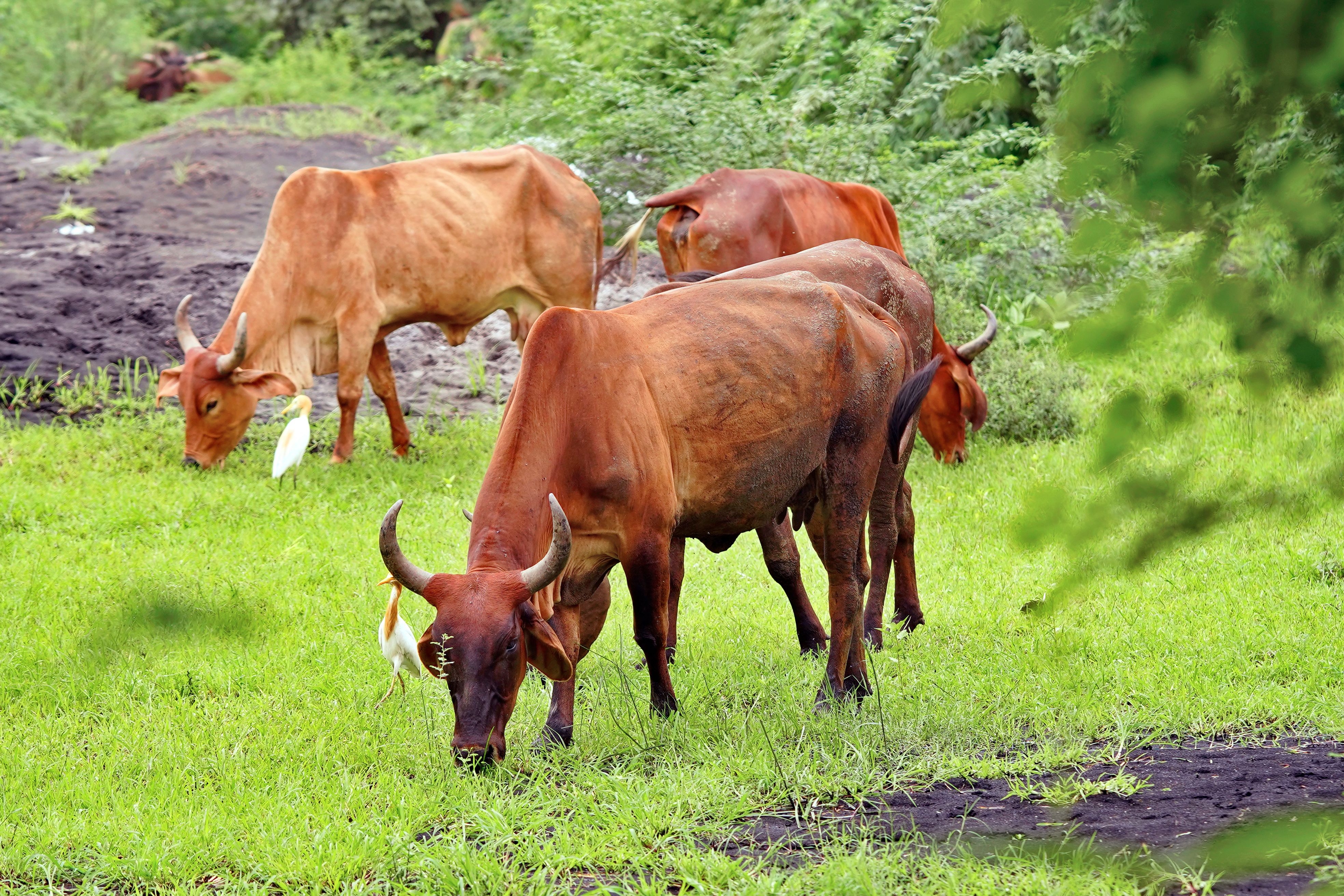 Sapi Coklat Merumput Di Padang Rumput Hijau Yang Subur · Foto Stok Gratis