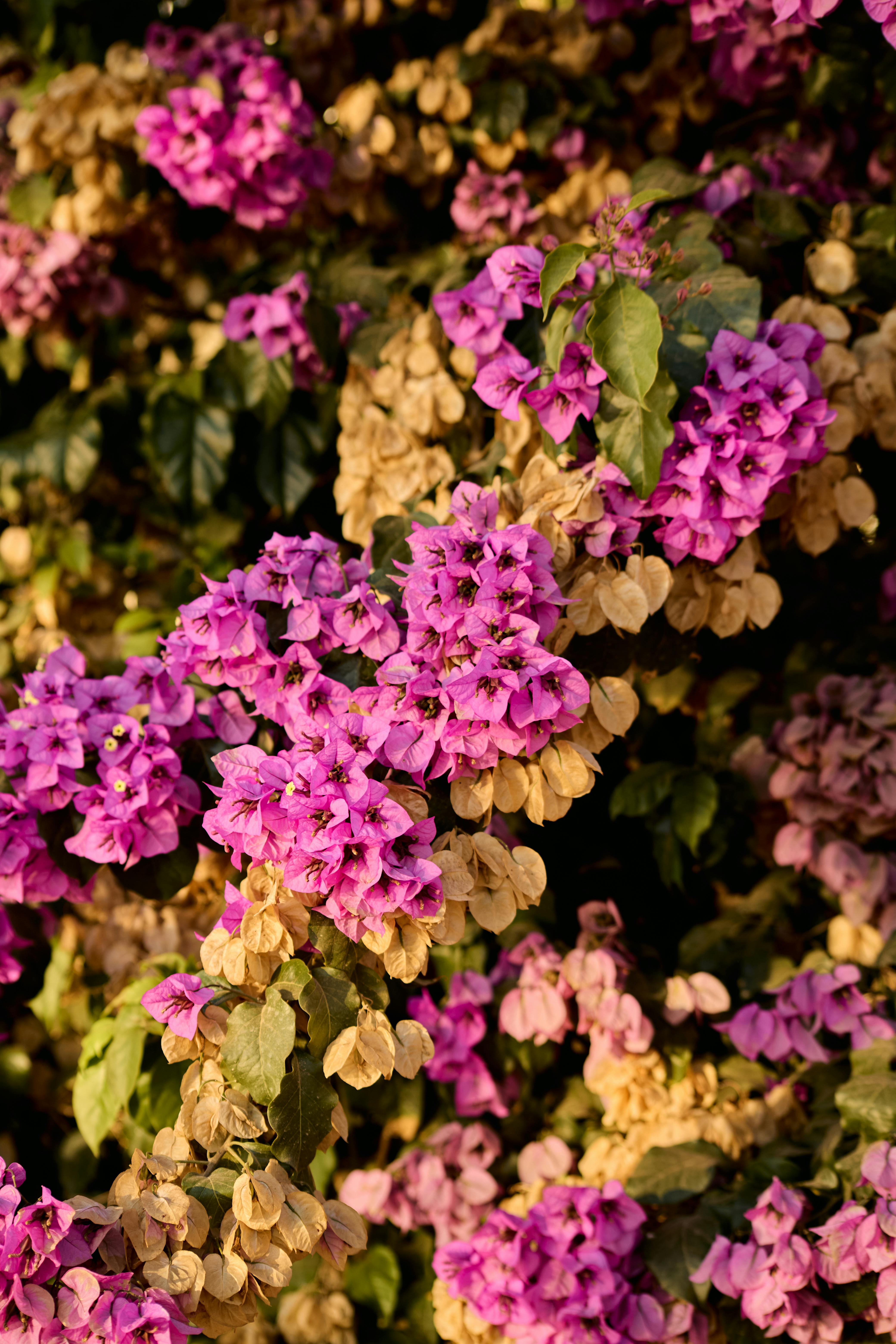 Mar A Lago Photos, Download The BEST Free Mar A Lago Stock Photos & HD ...