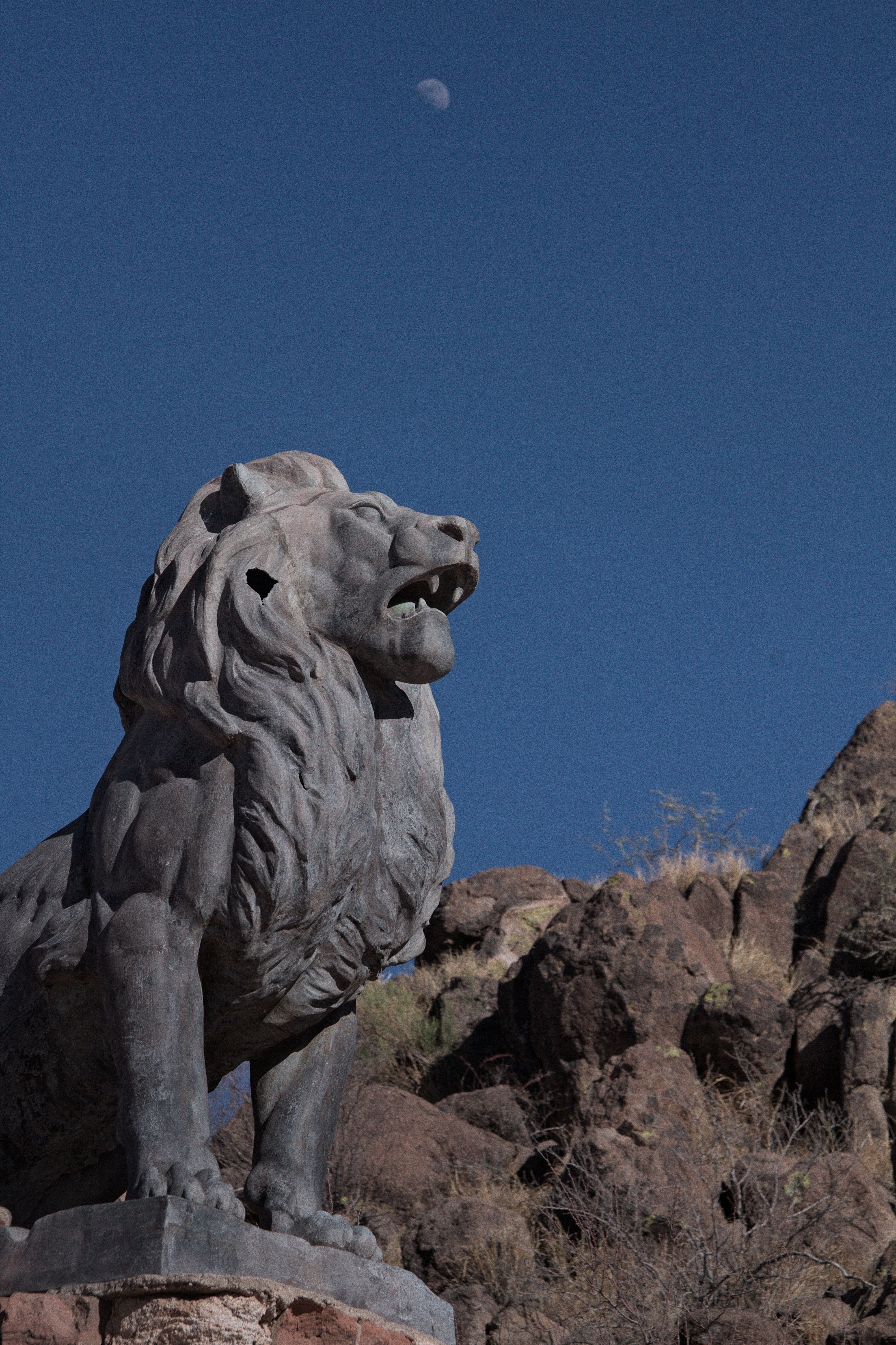 Animal Pictures Lion Photos, Download The BEST Free Animal Pictures ...