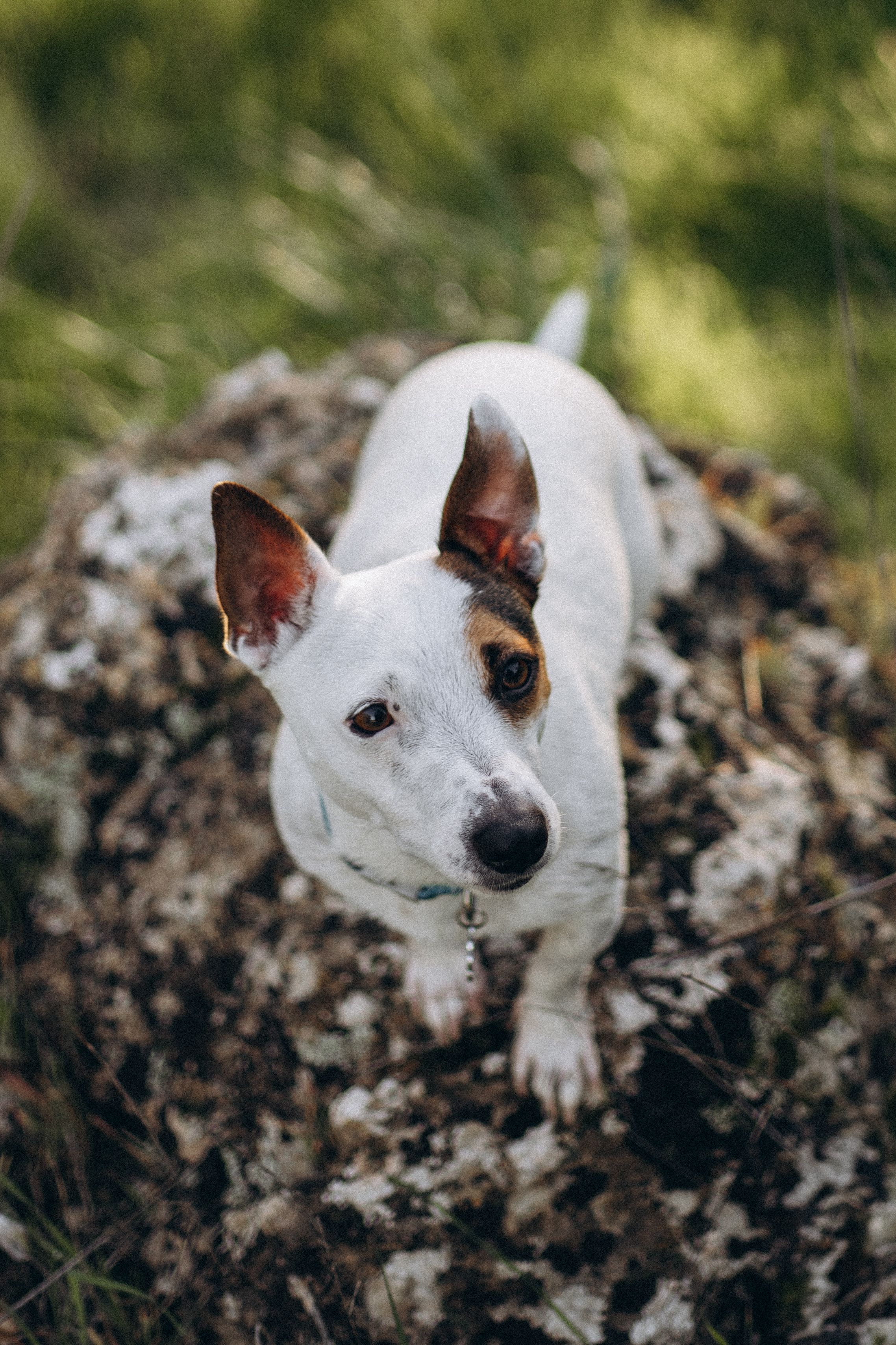Cute Jack Russell Terrier Outdoors on Rock · Free Stock Photo