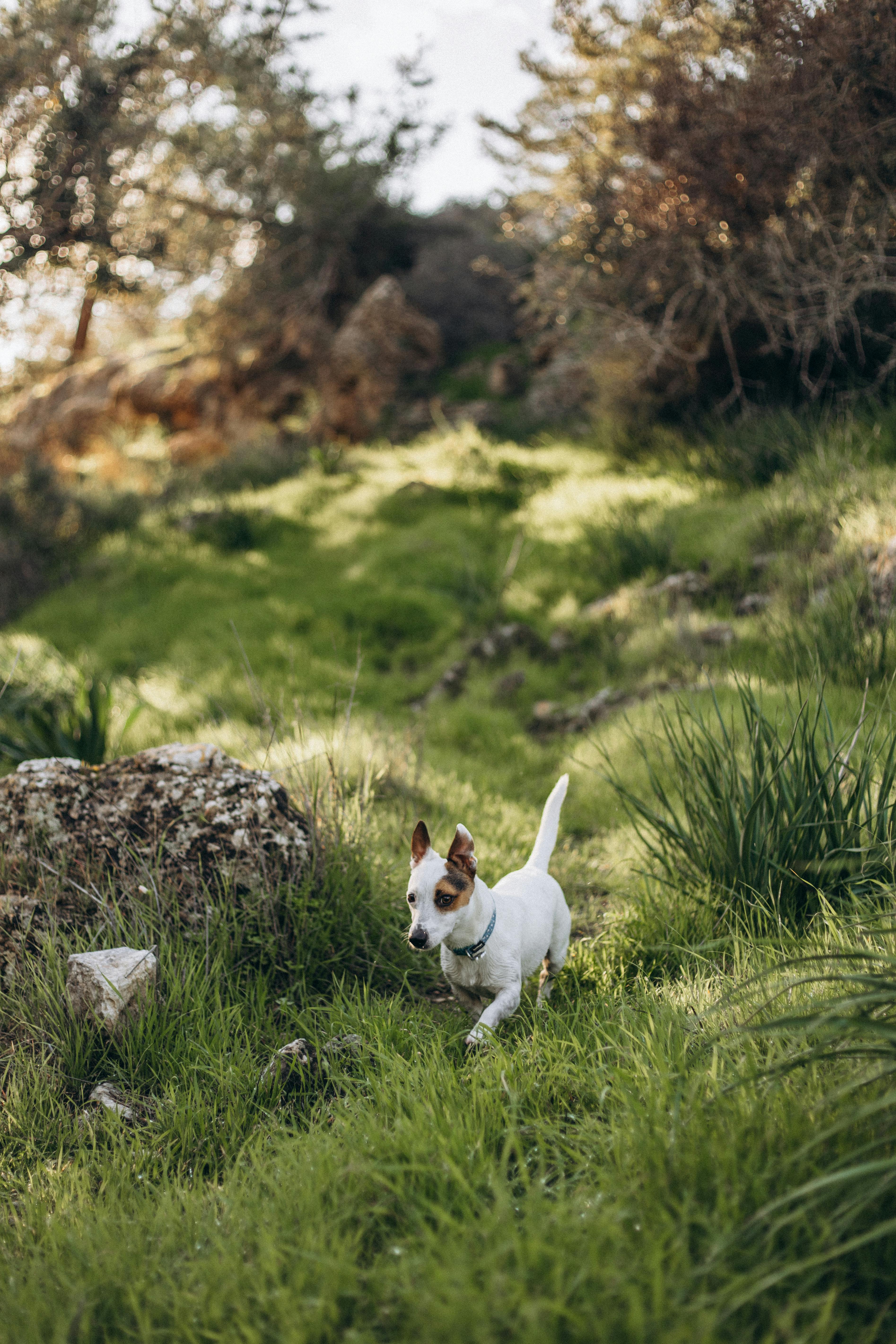 Smiling Woman Carrying Dog Near Tree · Free Stock Photo