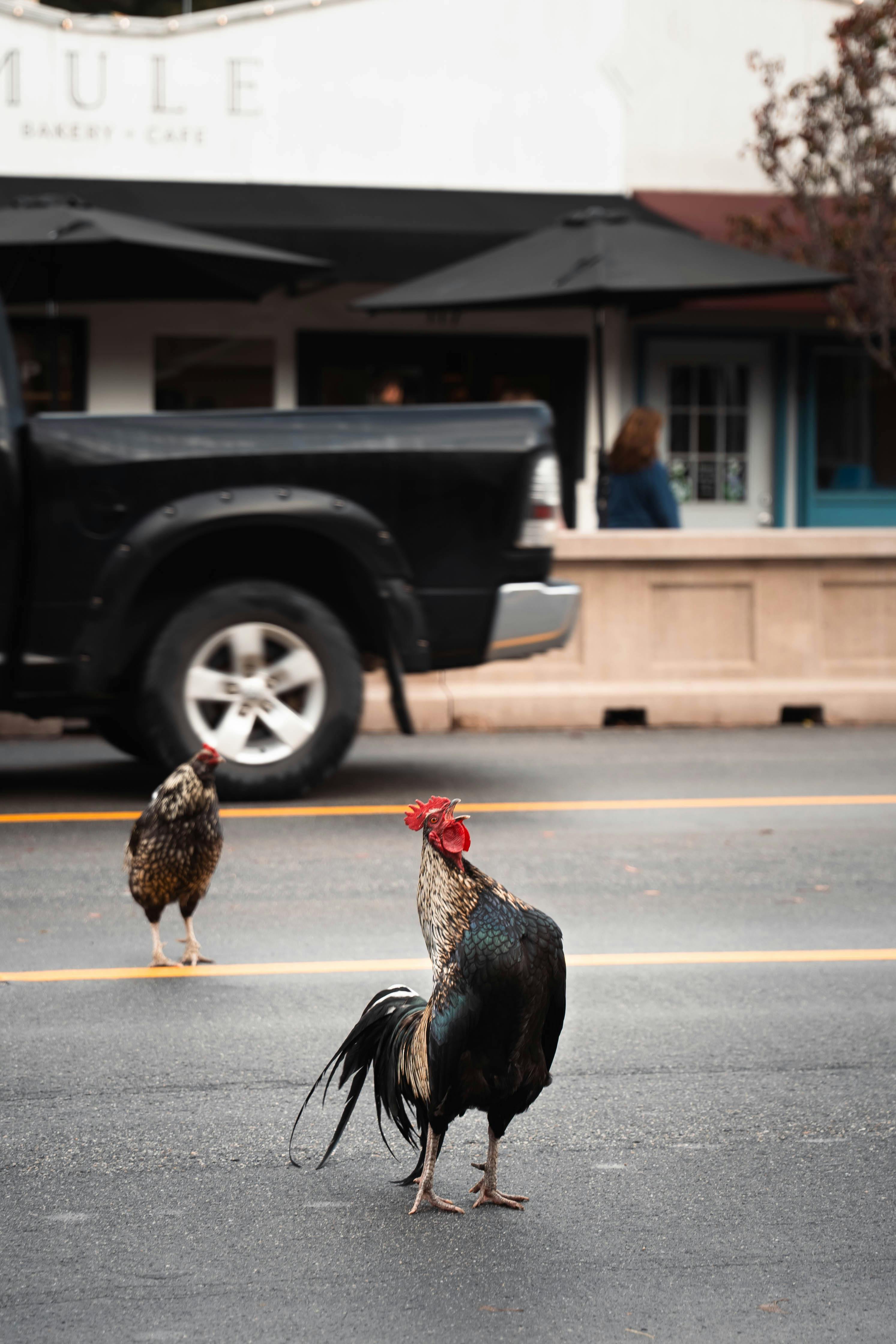 Outdoor Truck Photos, Download The BEST Free Outdoor Truck Stock Photos ...
