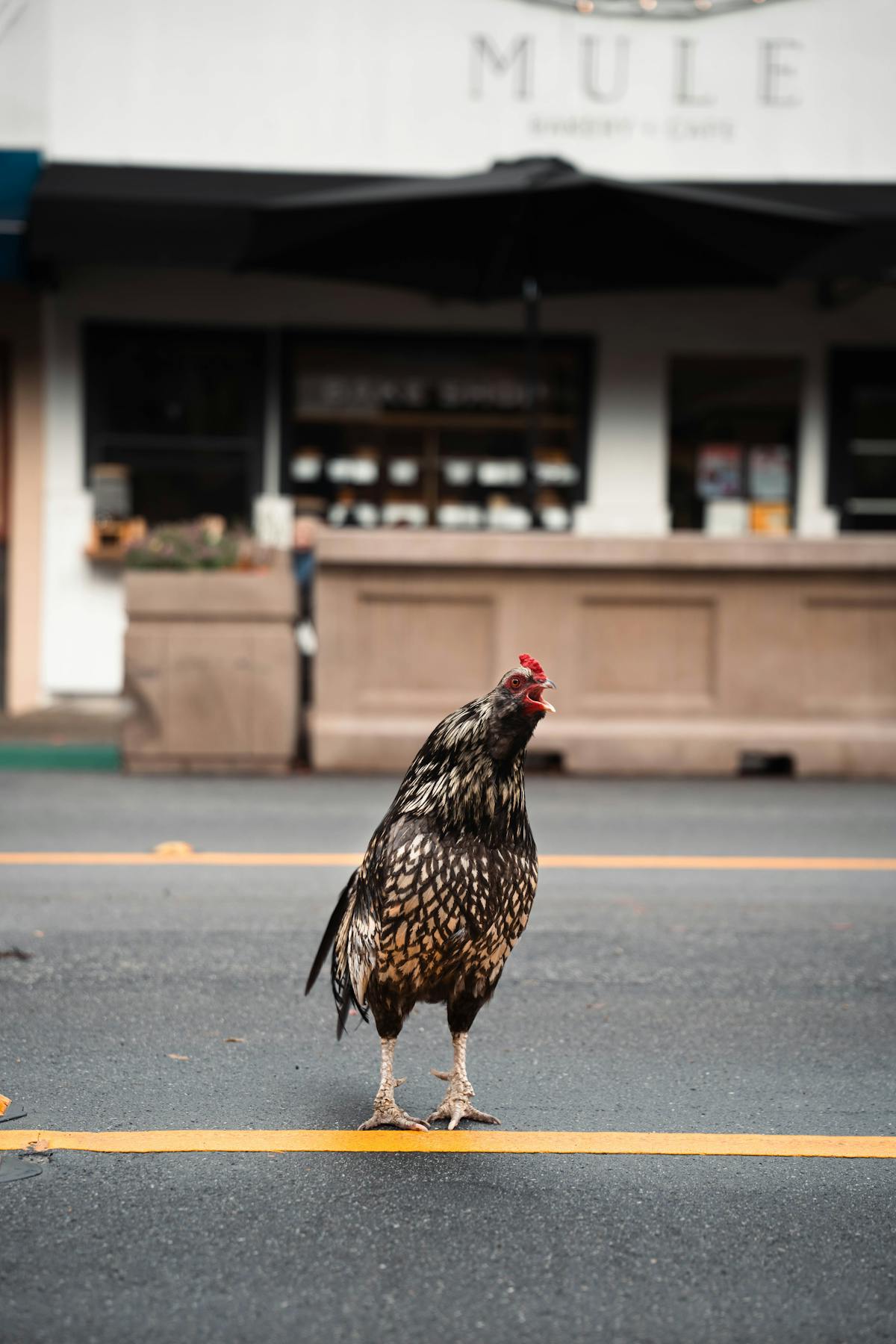 Chicken Hotel Photos, Download The BEST Free Chicken Hotel Stock Photos ...
