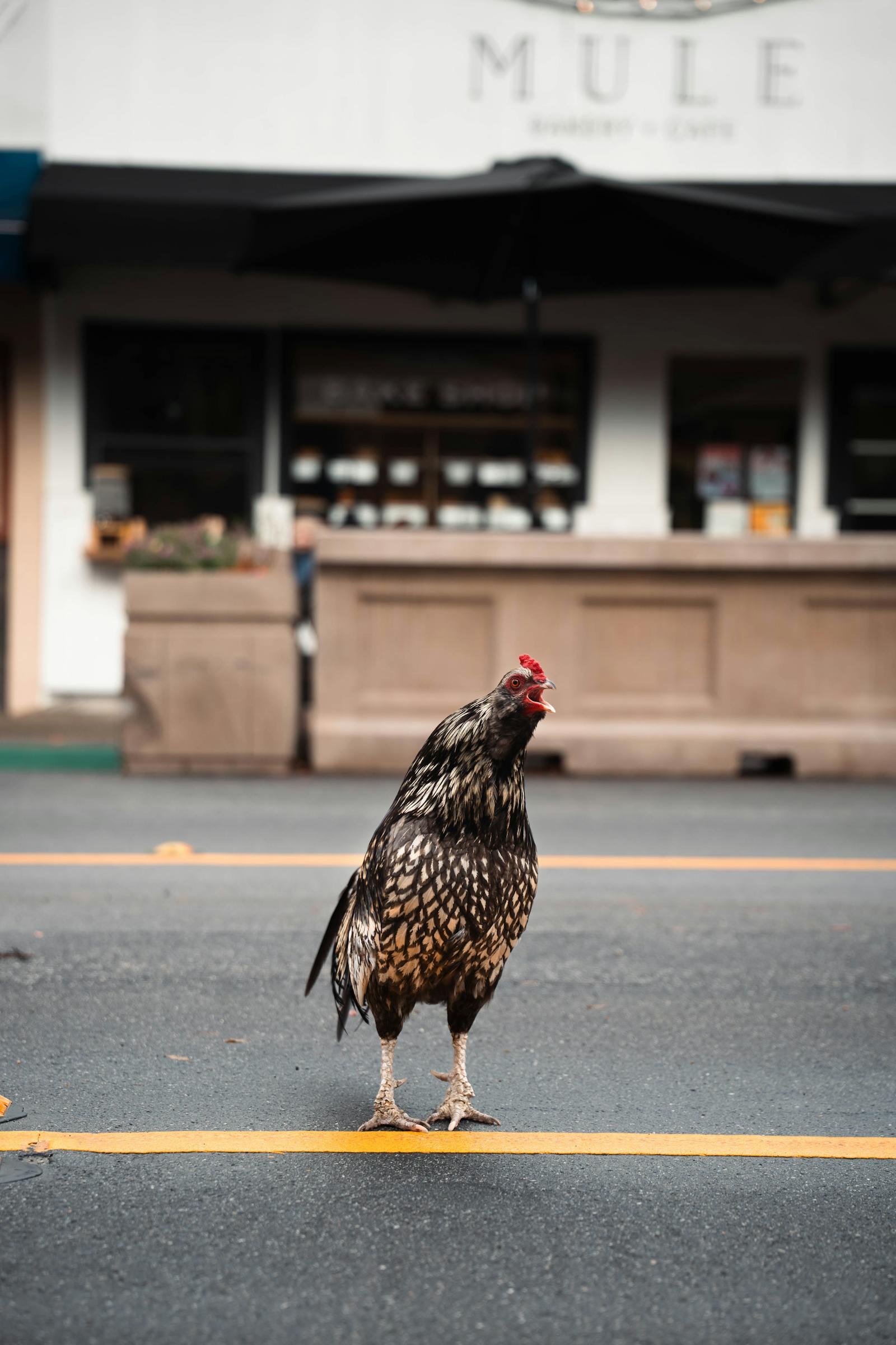 Chicken Hotel Photos, Download The BEST Free Chicken Hotel Stock Photos ...