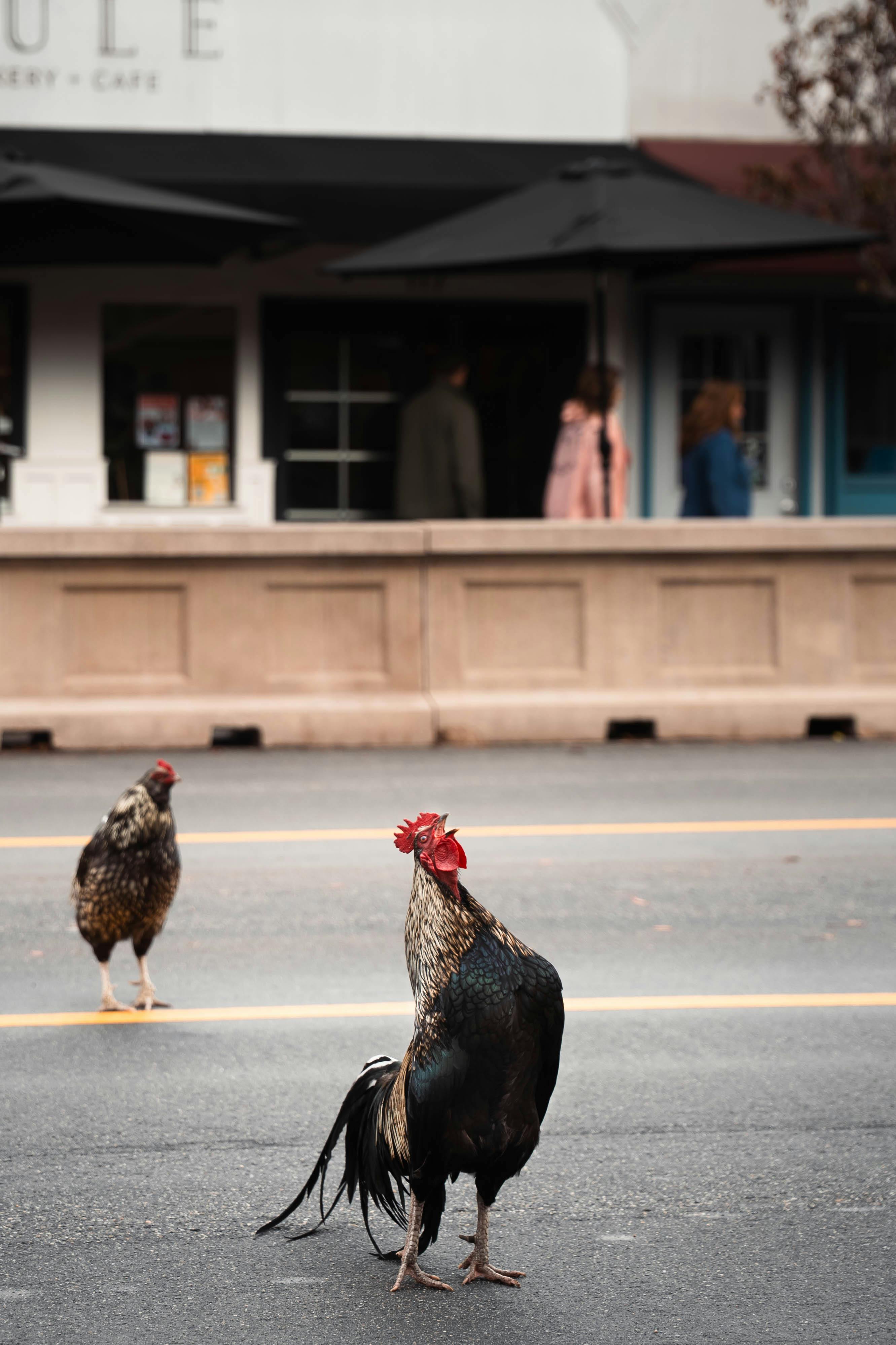 Roosters Crossing Urban Street Near Cafe · Free Stock Photo
