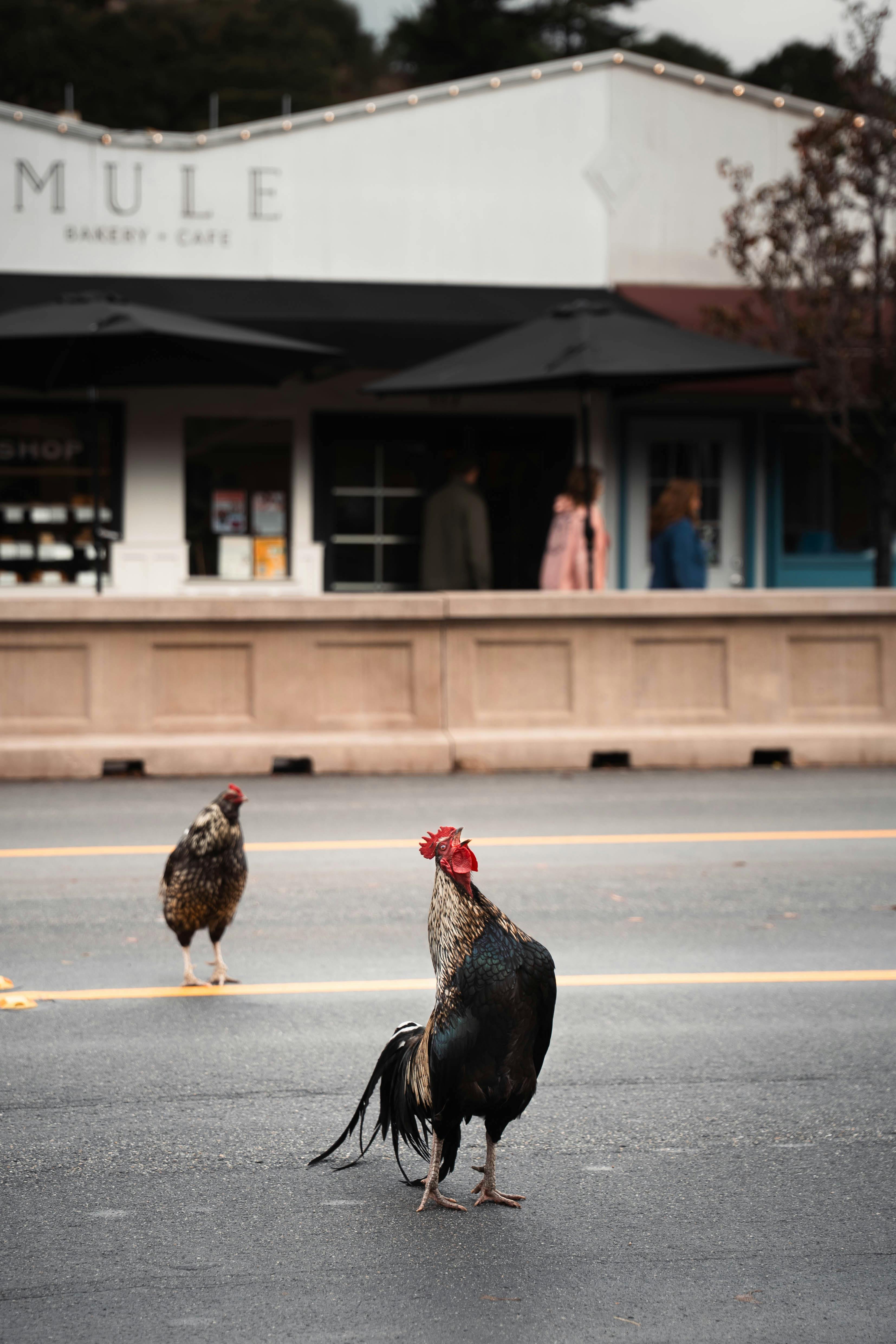 Roosters Crossing Street in Small Town Scene · Free Stock Photo