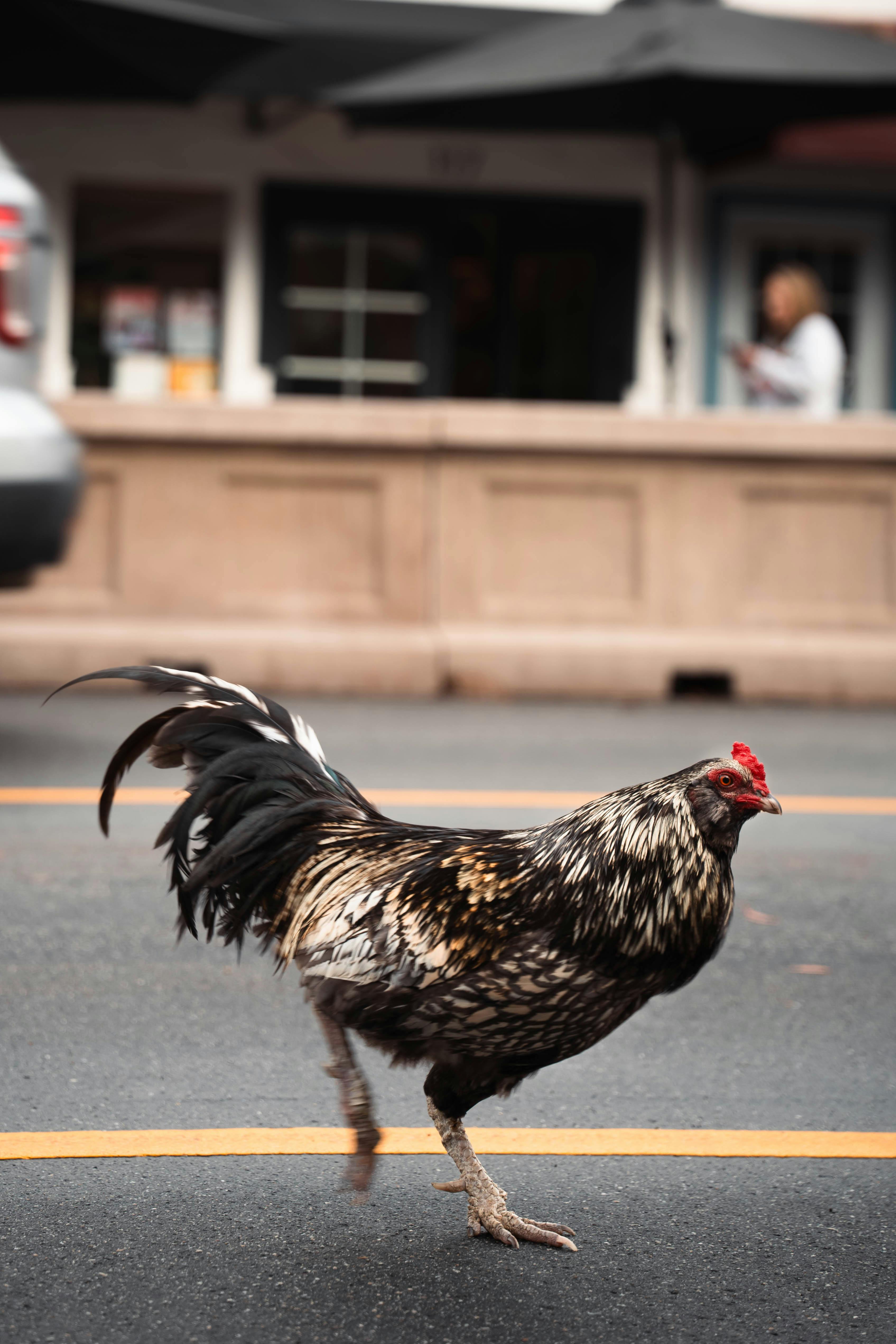 Rooster Photos, Download The BEST Free Rooster Stock Photos & HD Images