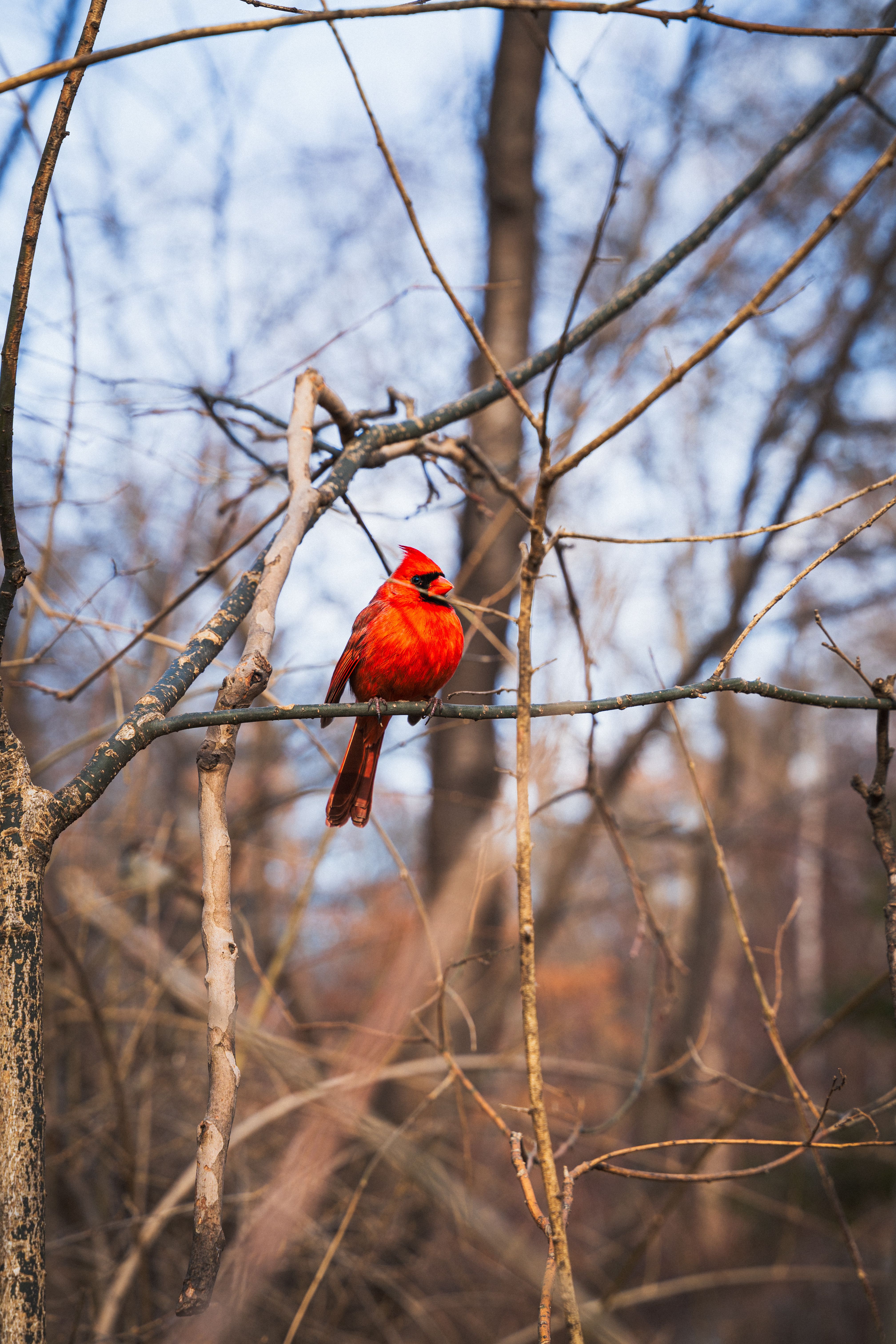 Stunning Cardinal Perched in Winter Forest · Free Stock Photo