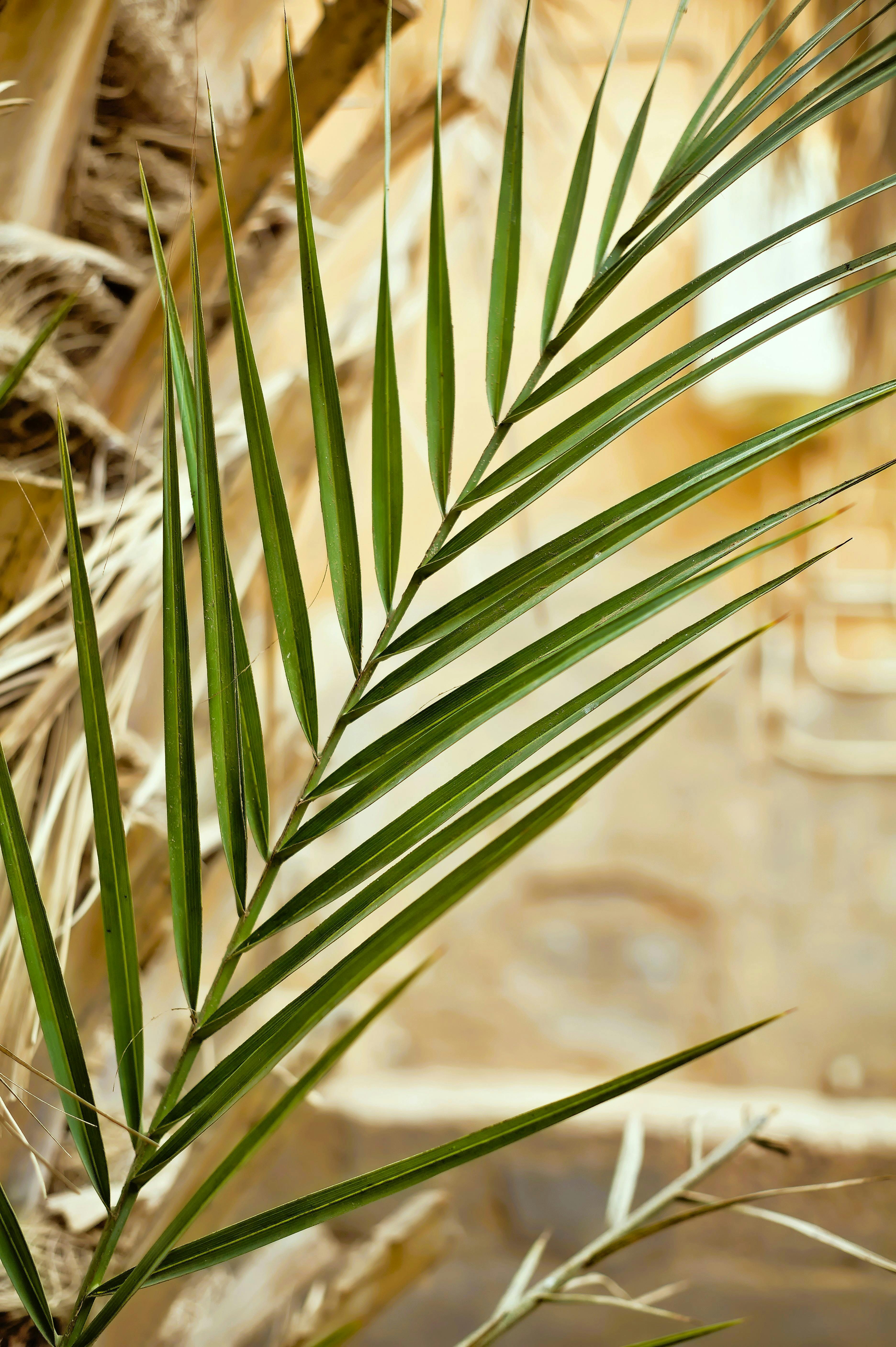 Close-Up of Date Palm Leaf in Sunlight · Free Stock Photo