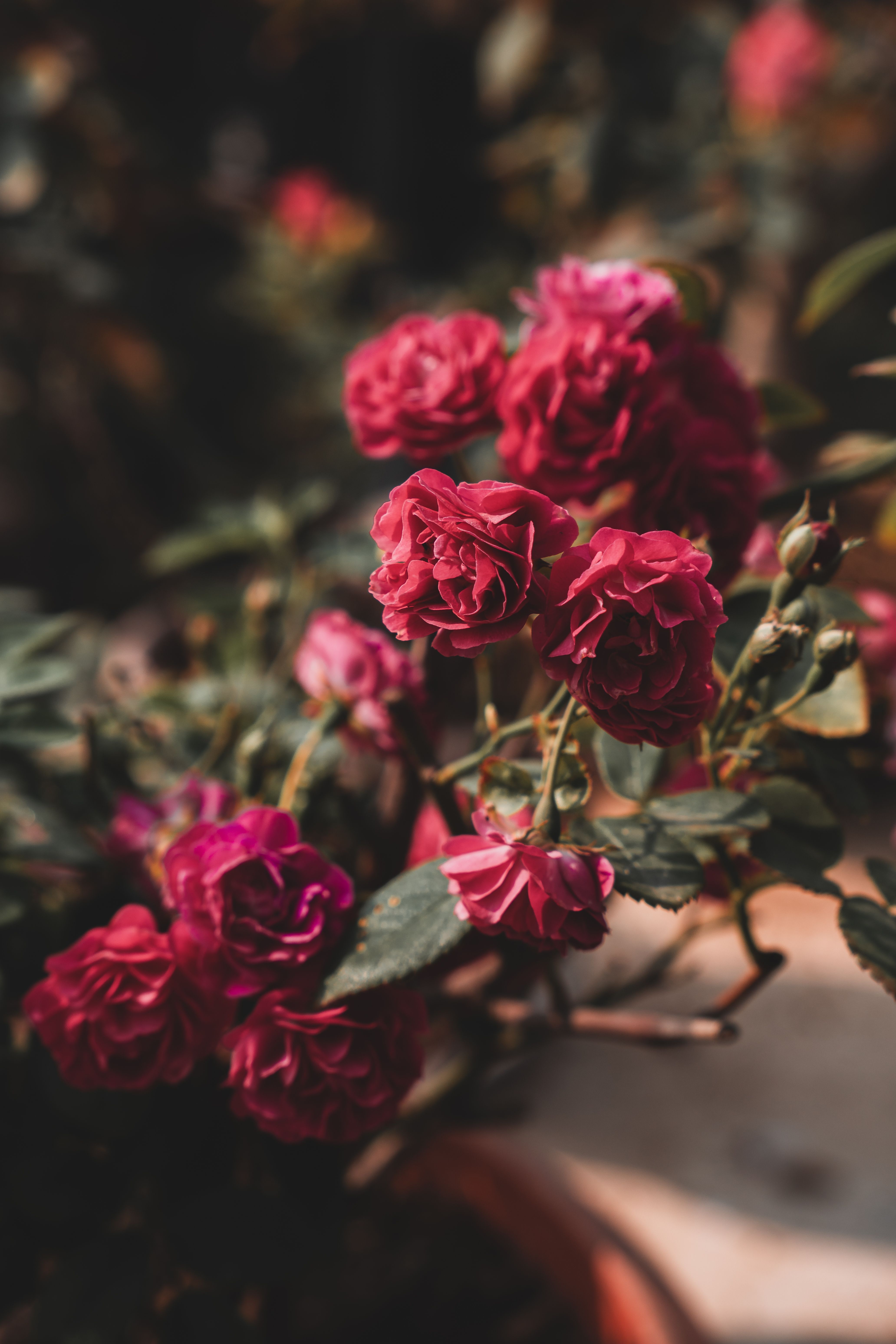 Rose Cigarettes Photos, Download The BEST Free Rose Cigarettes Stock ...