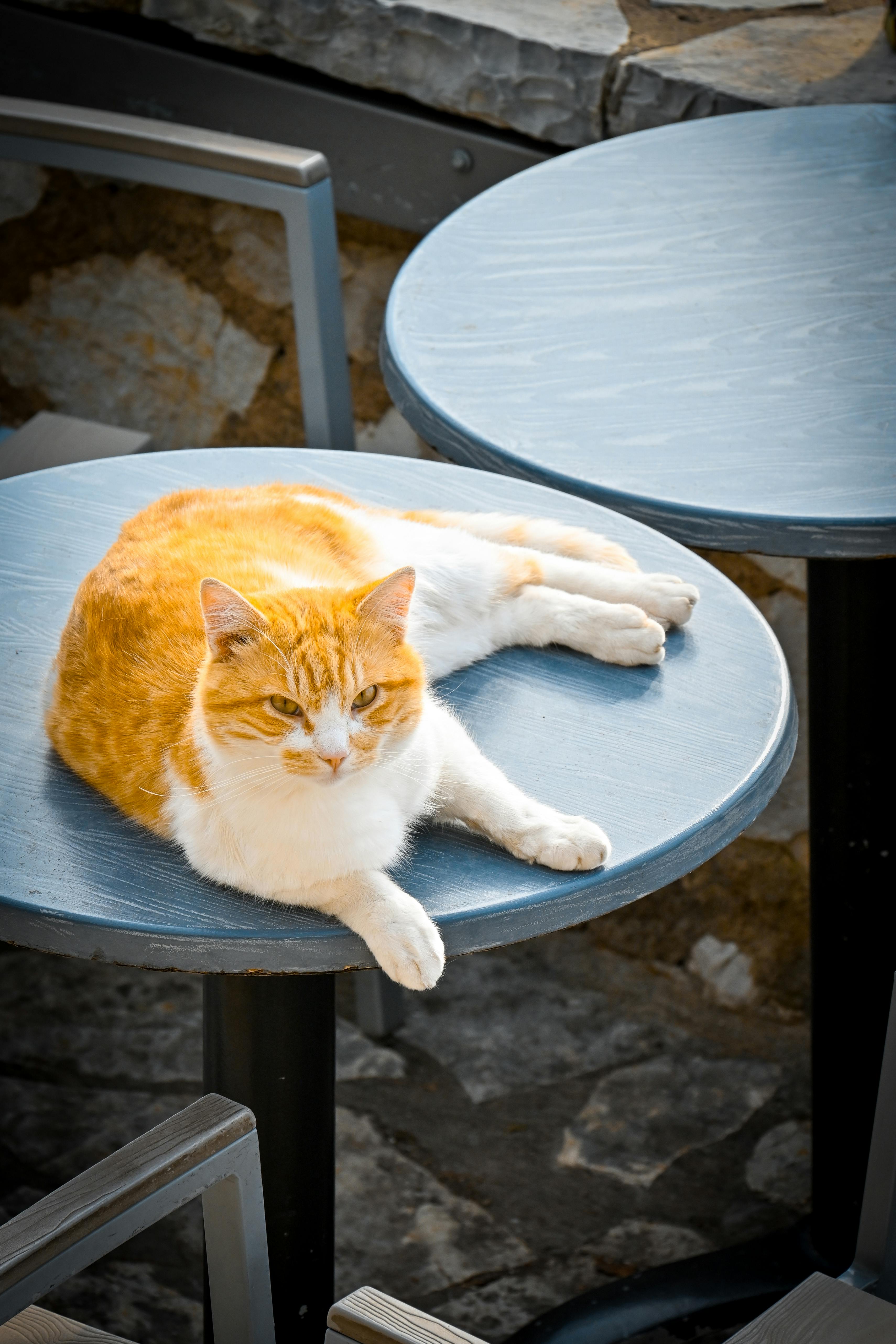 Relaxed cat lounging on a café table outdoors · Free Stock Photo