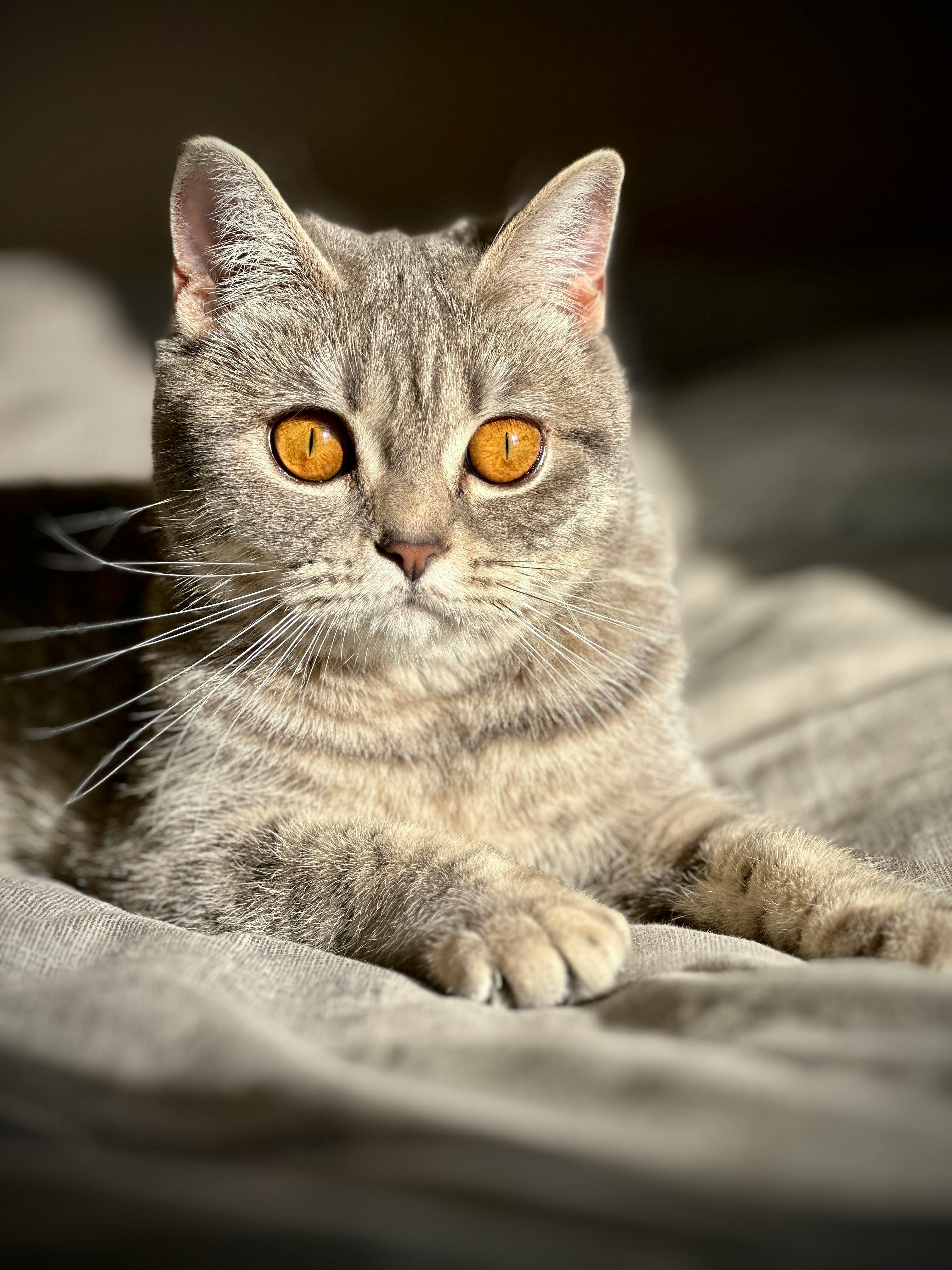 Holle+Kitty电脑桌面壁纸 Photos, Download The BEST Free Holle+Kitty电脑桌面壁纸 ...