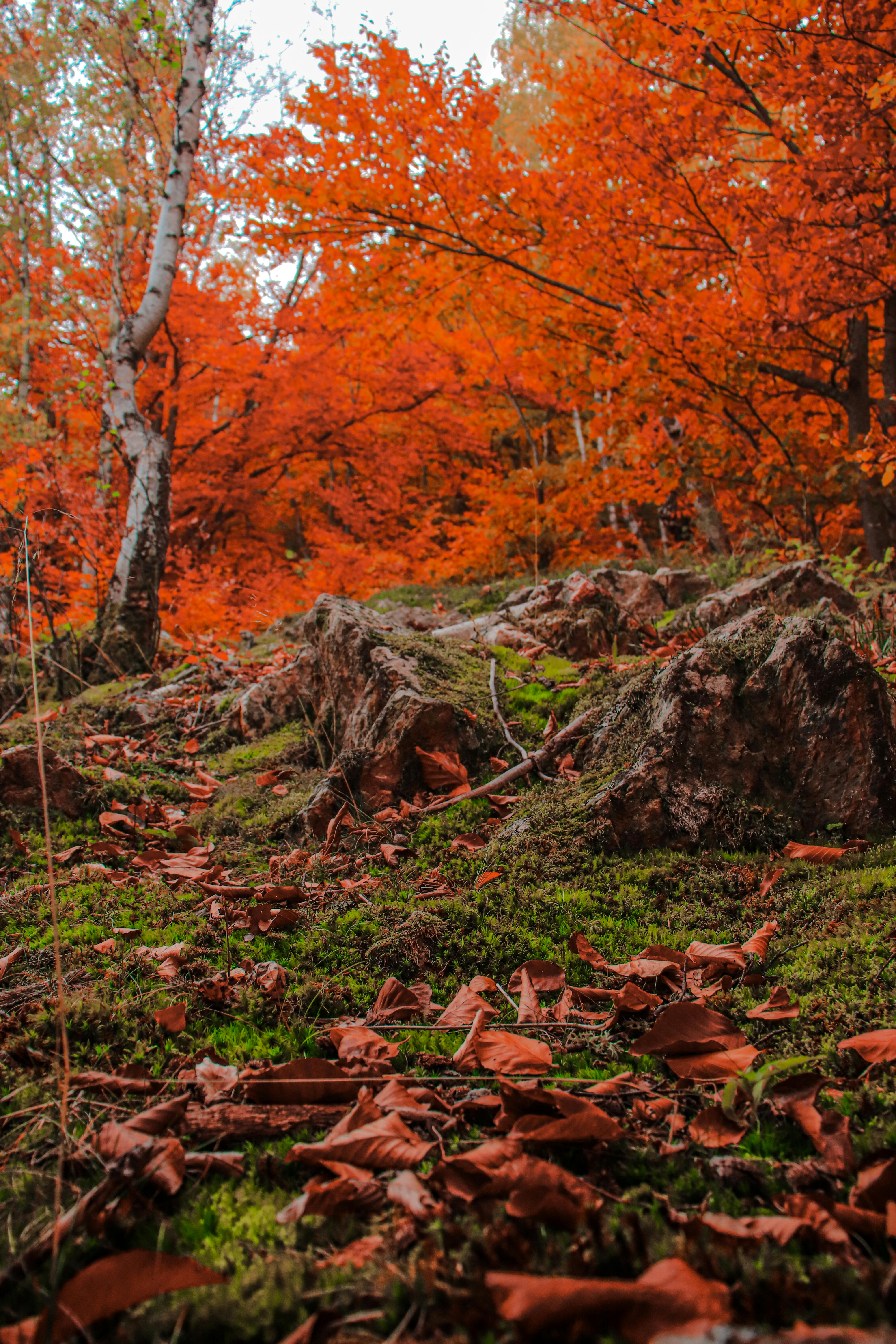 Vibrant Autumn Forest in Čajniče, Bosnia · Free Stock Photo