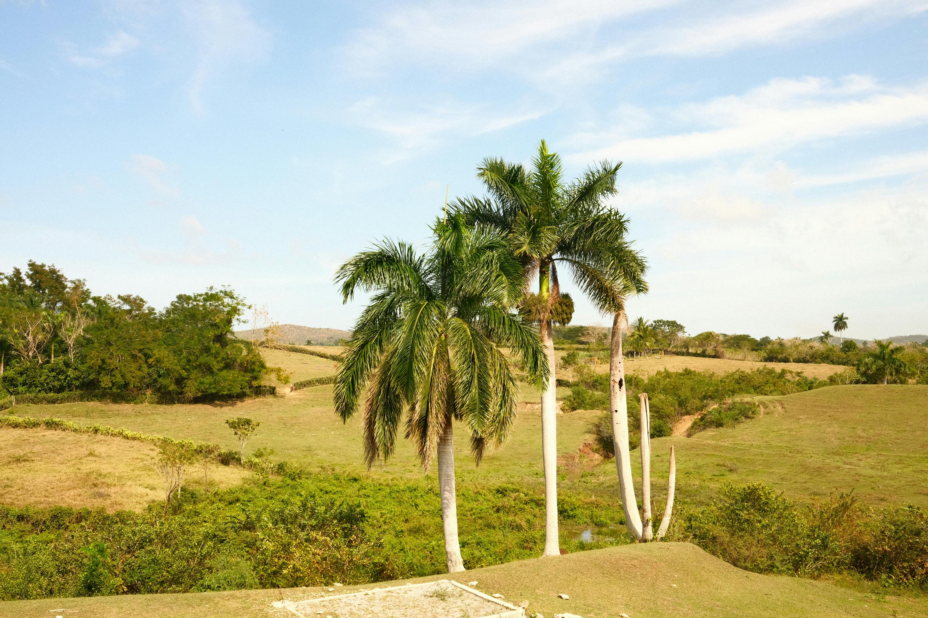 Scenic View of Tropical Palm Trees in Countryside · Free Stock Photo