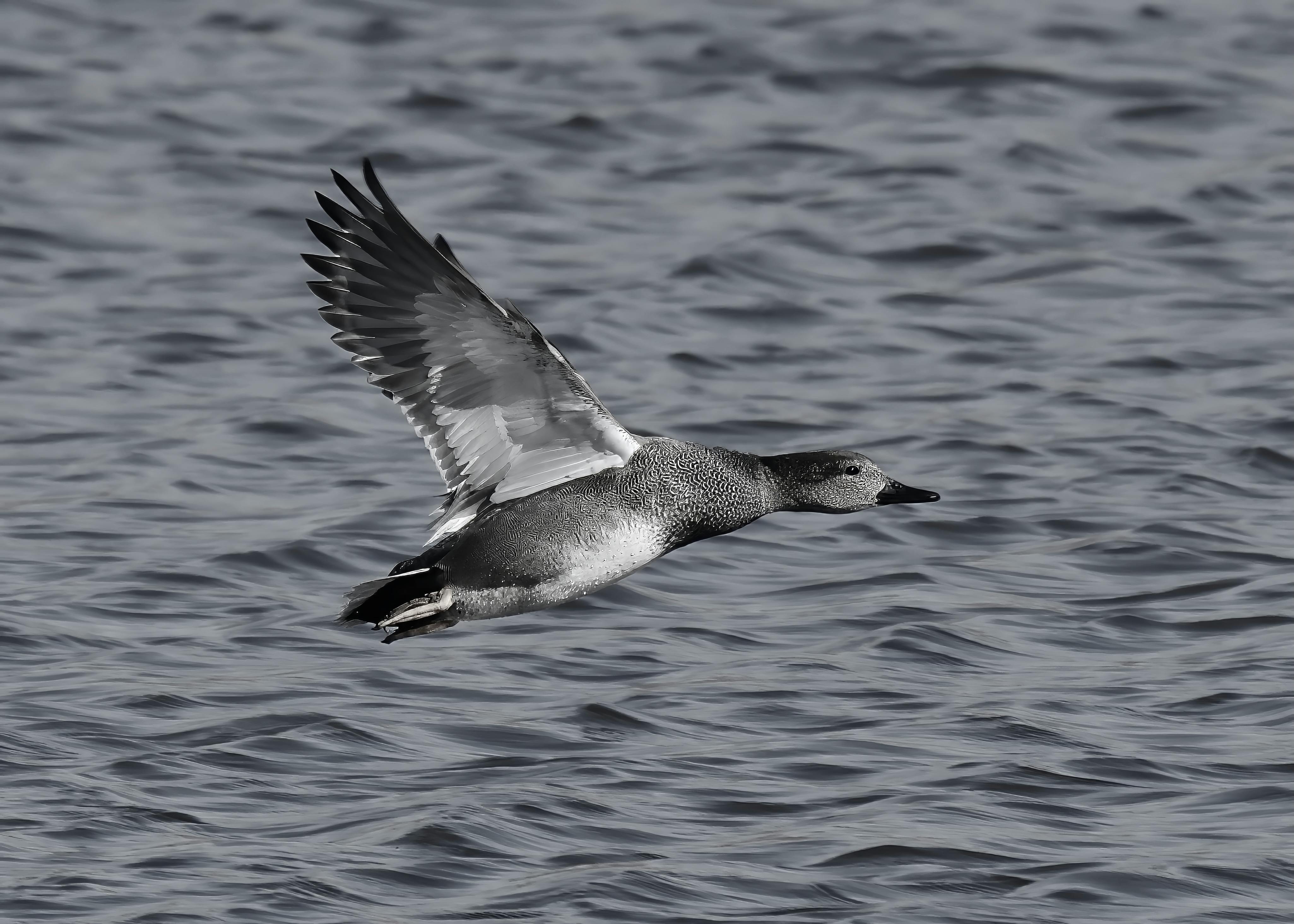 Flying Gadwall Over Serene Waters · Free Stock Photo