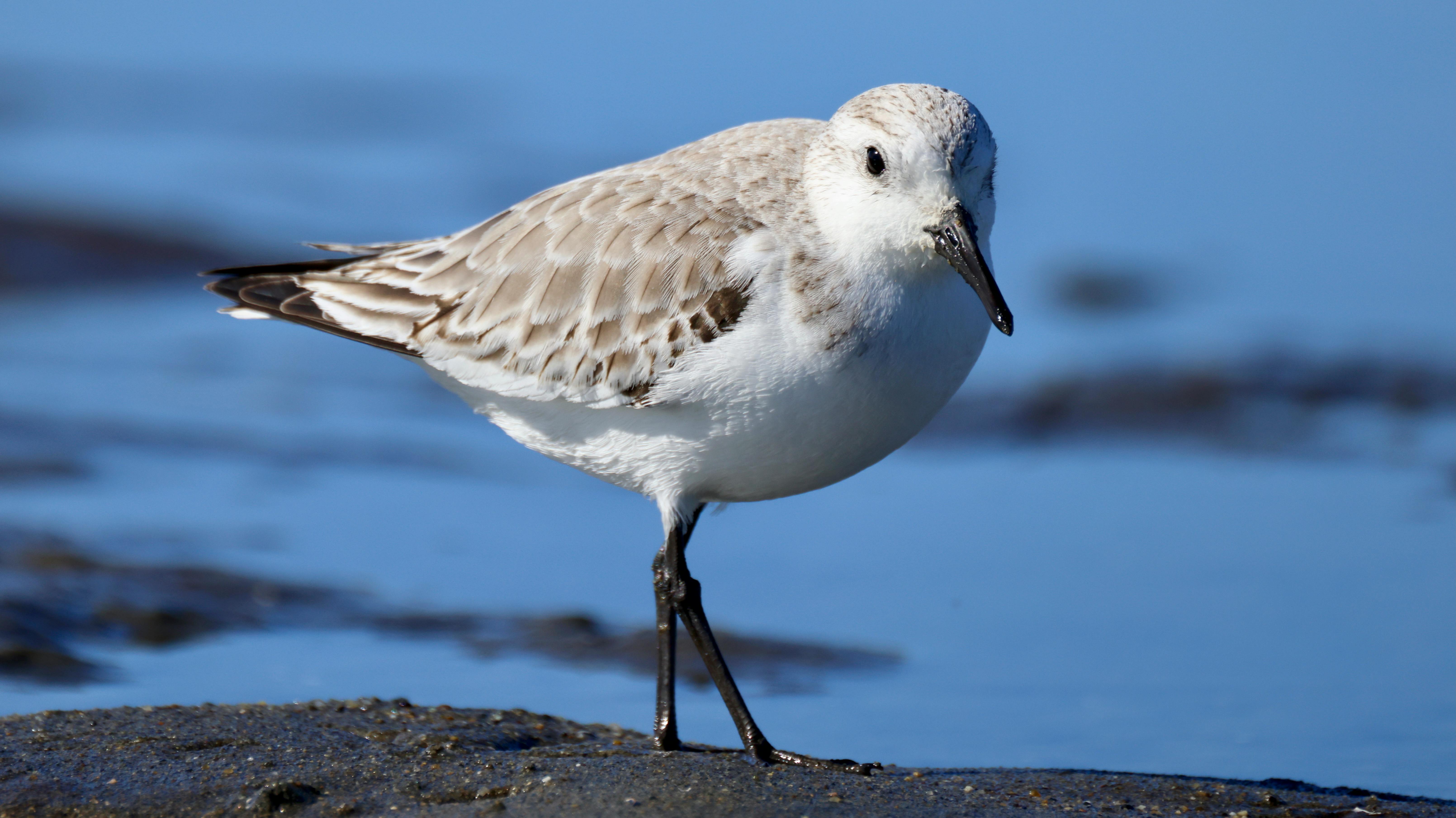 Sanderling Bird on California Coastline · Free Stock Photo