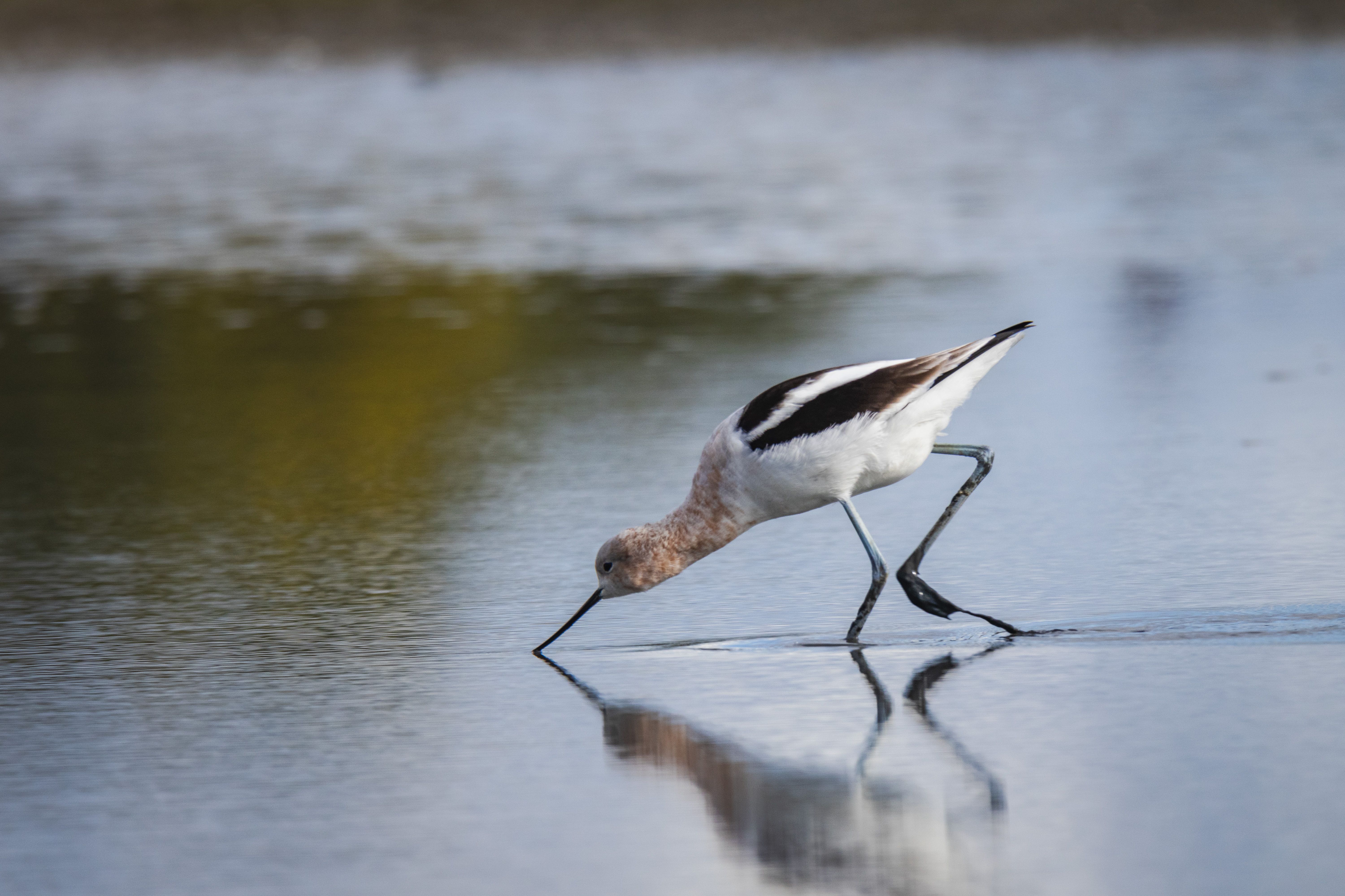 American Avocet feeding in a tranquil pond · Free Stock Photo