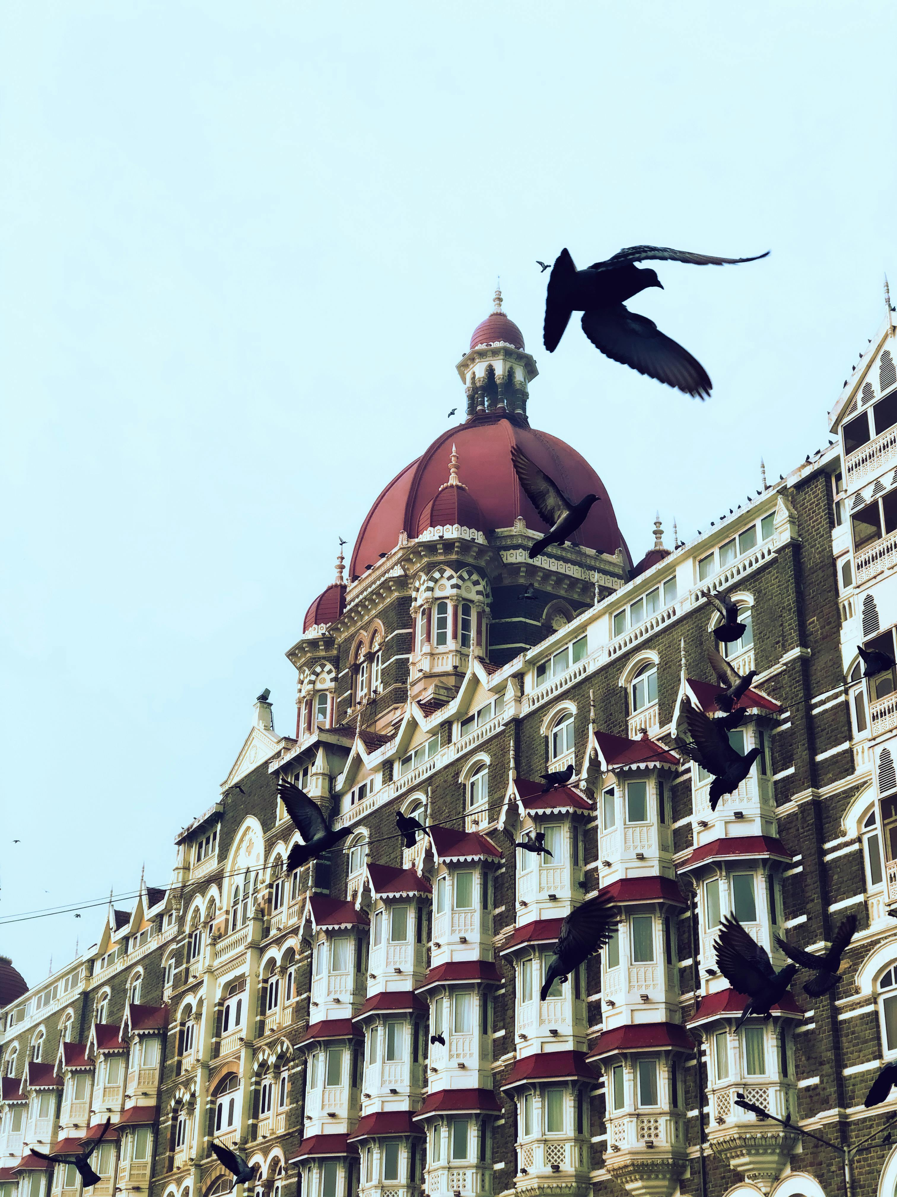 Majestic Taj Mahal Palace in Mumbai with Birds · Free Stock Photo