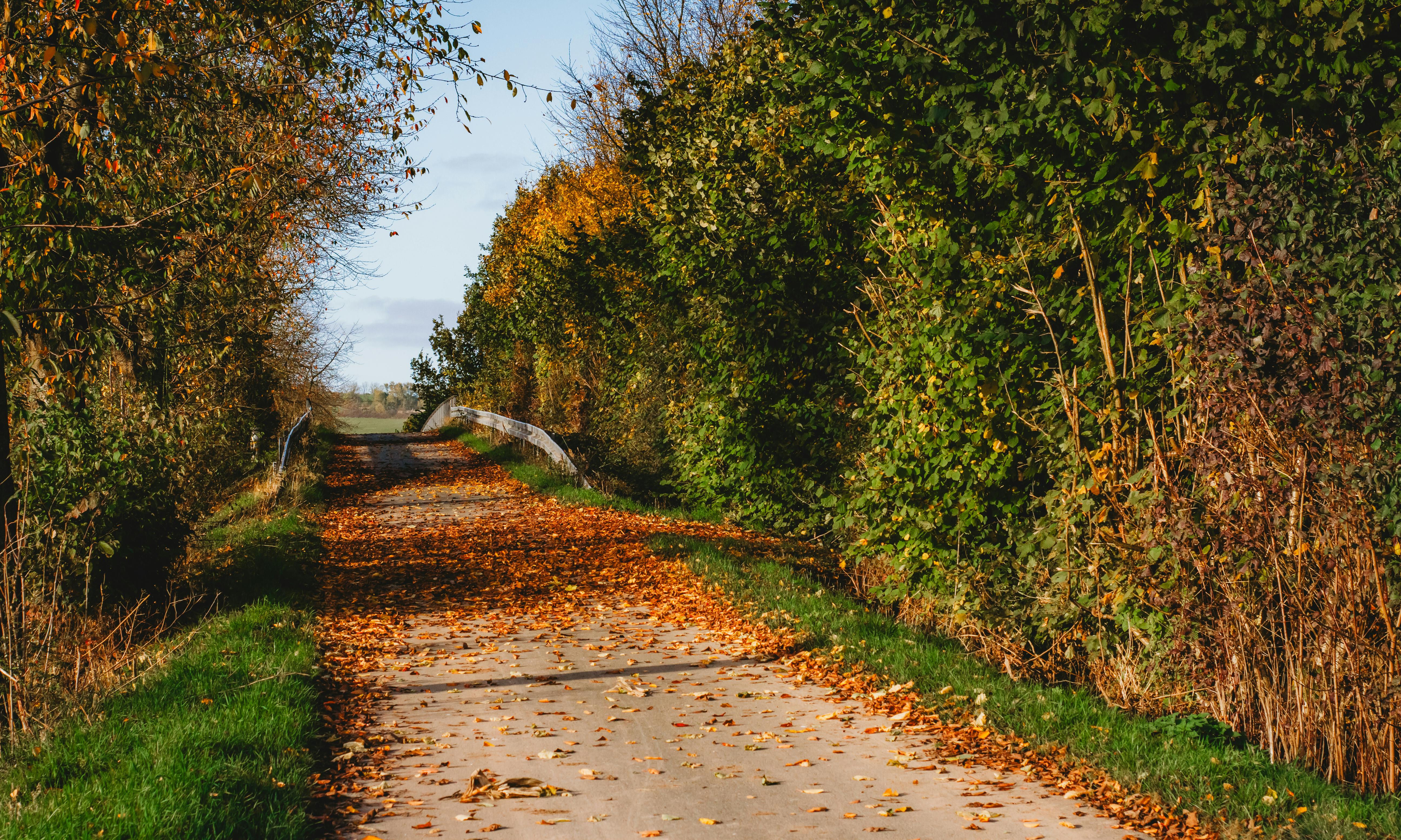 Idyllic Autumn Path Lined with Colorful Trees · Free Stock Photo