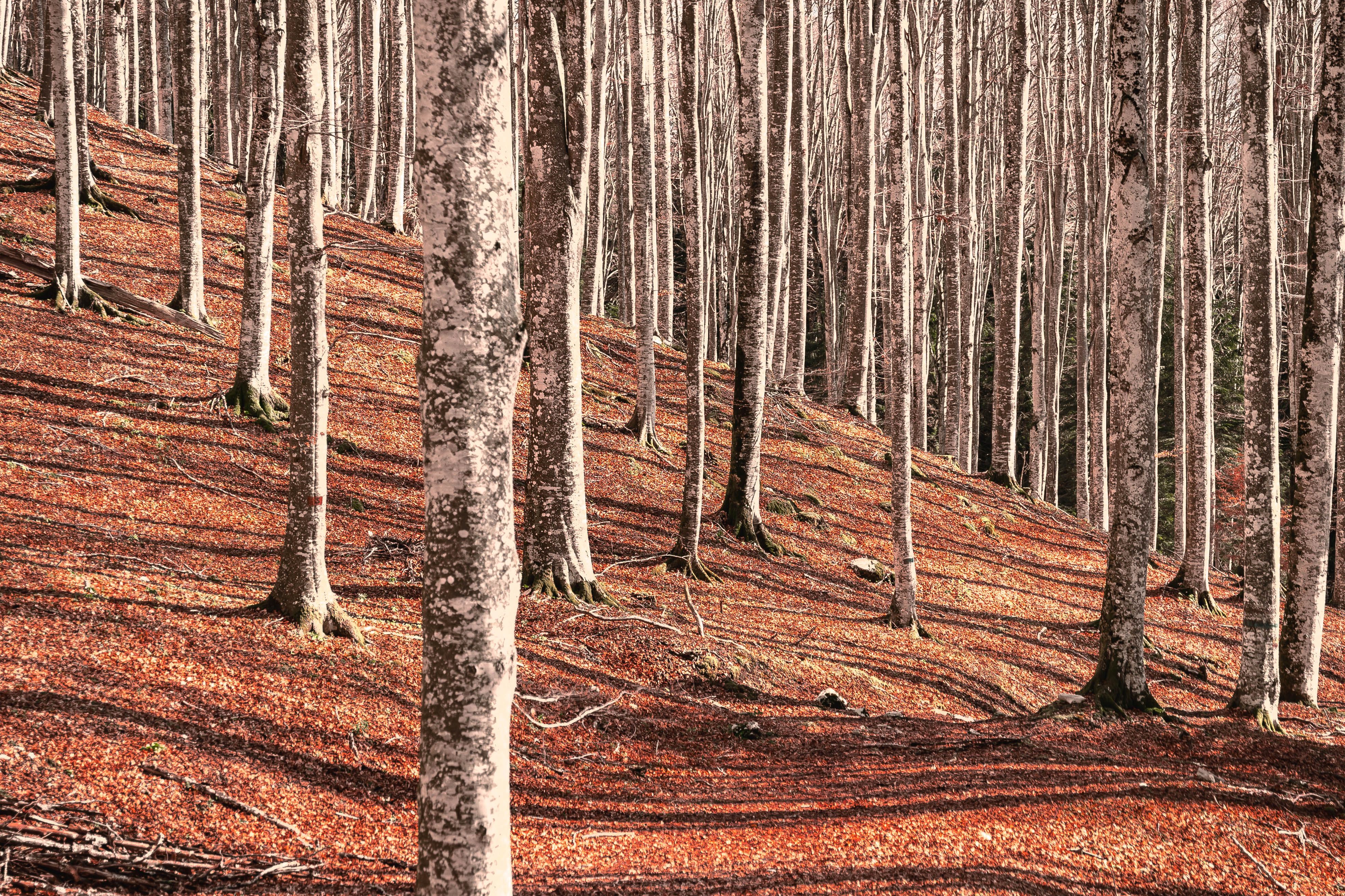 Serene Autumn Forest with Bare Trees · Free Stock Photo