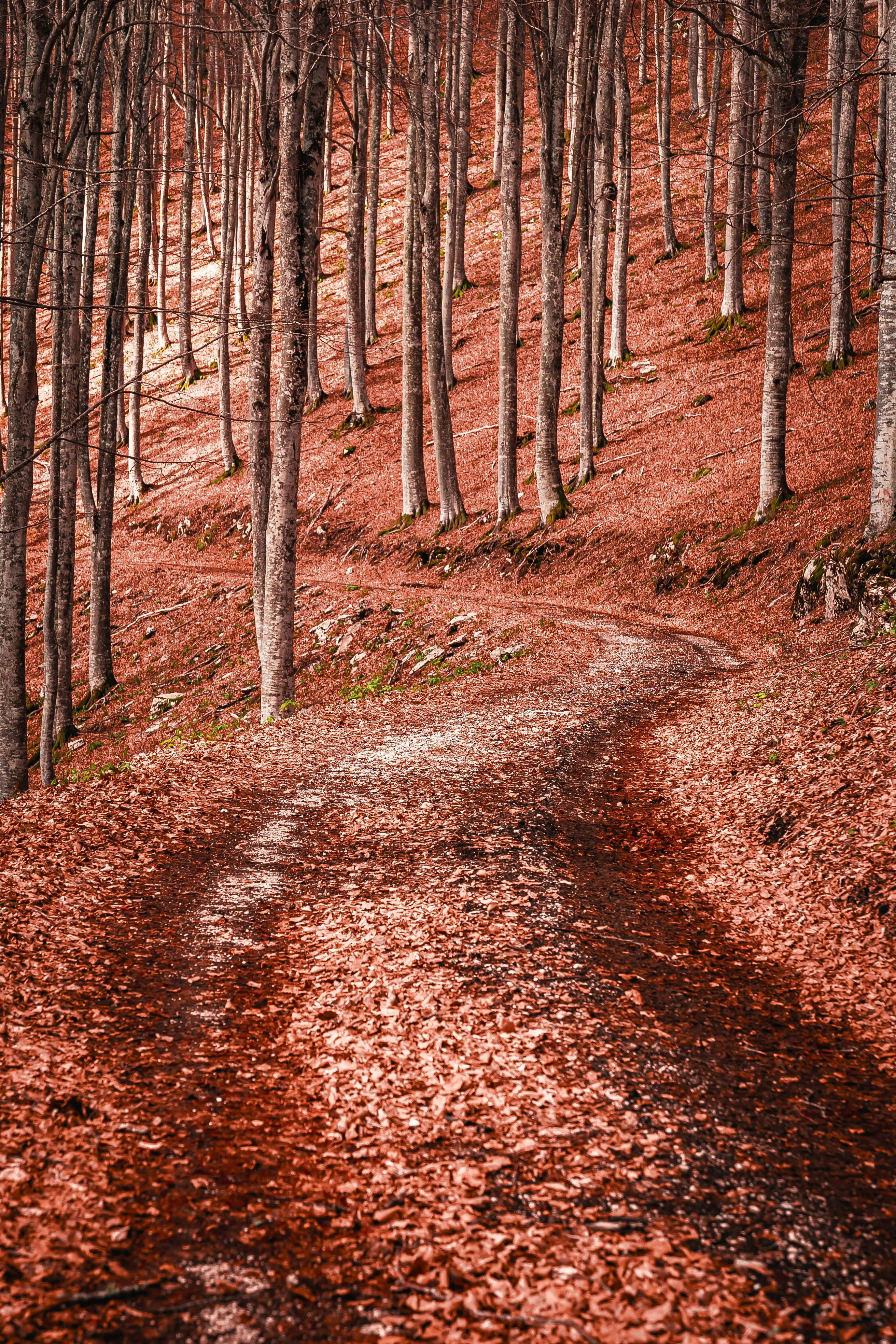 Serene Autumn Forest Pathway Scene · Free Stock Photo