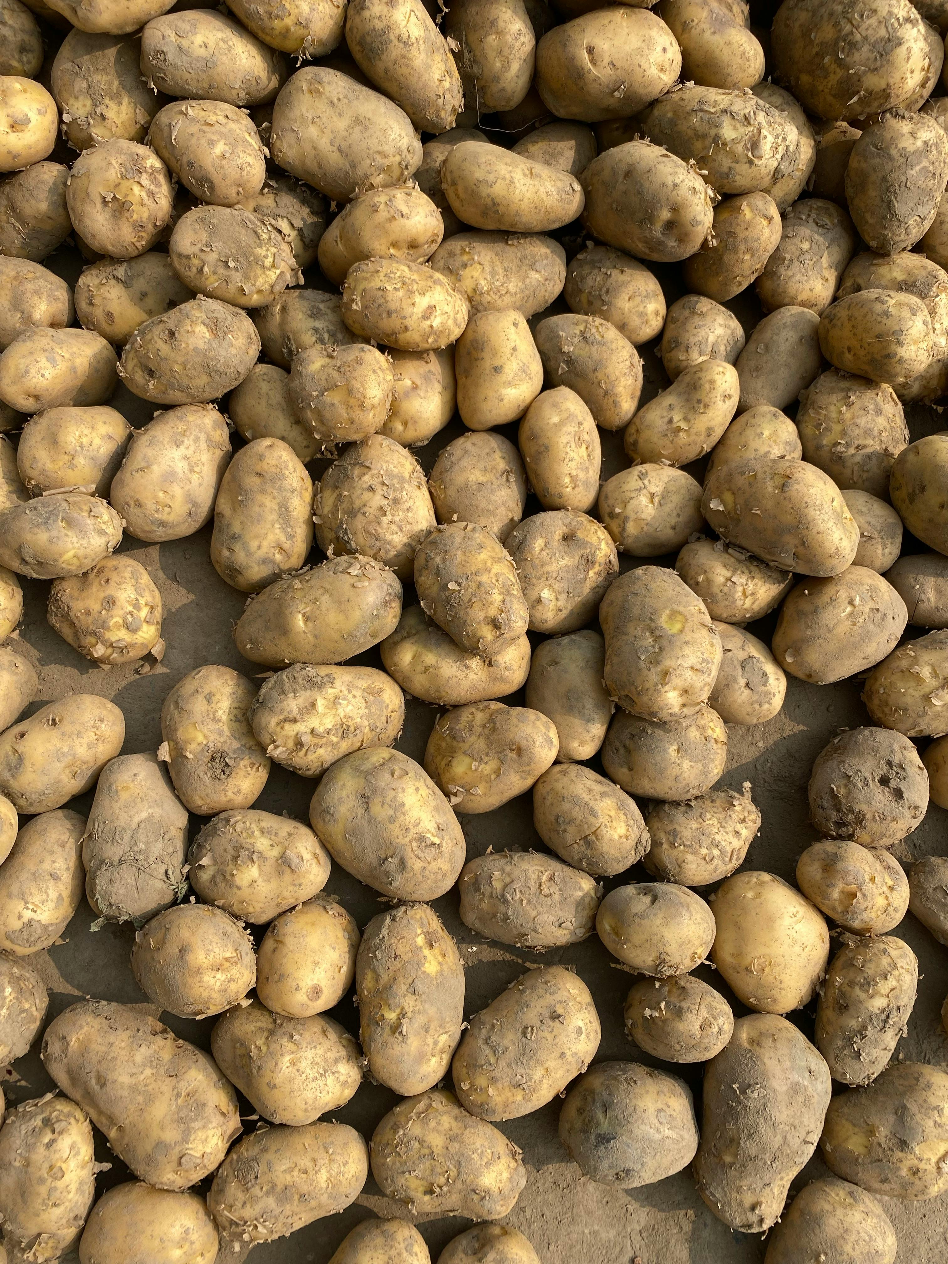 Distributors Of Organic Produce In India Photos, Download The BEST Free ...