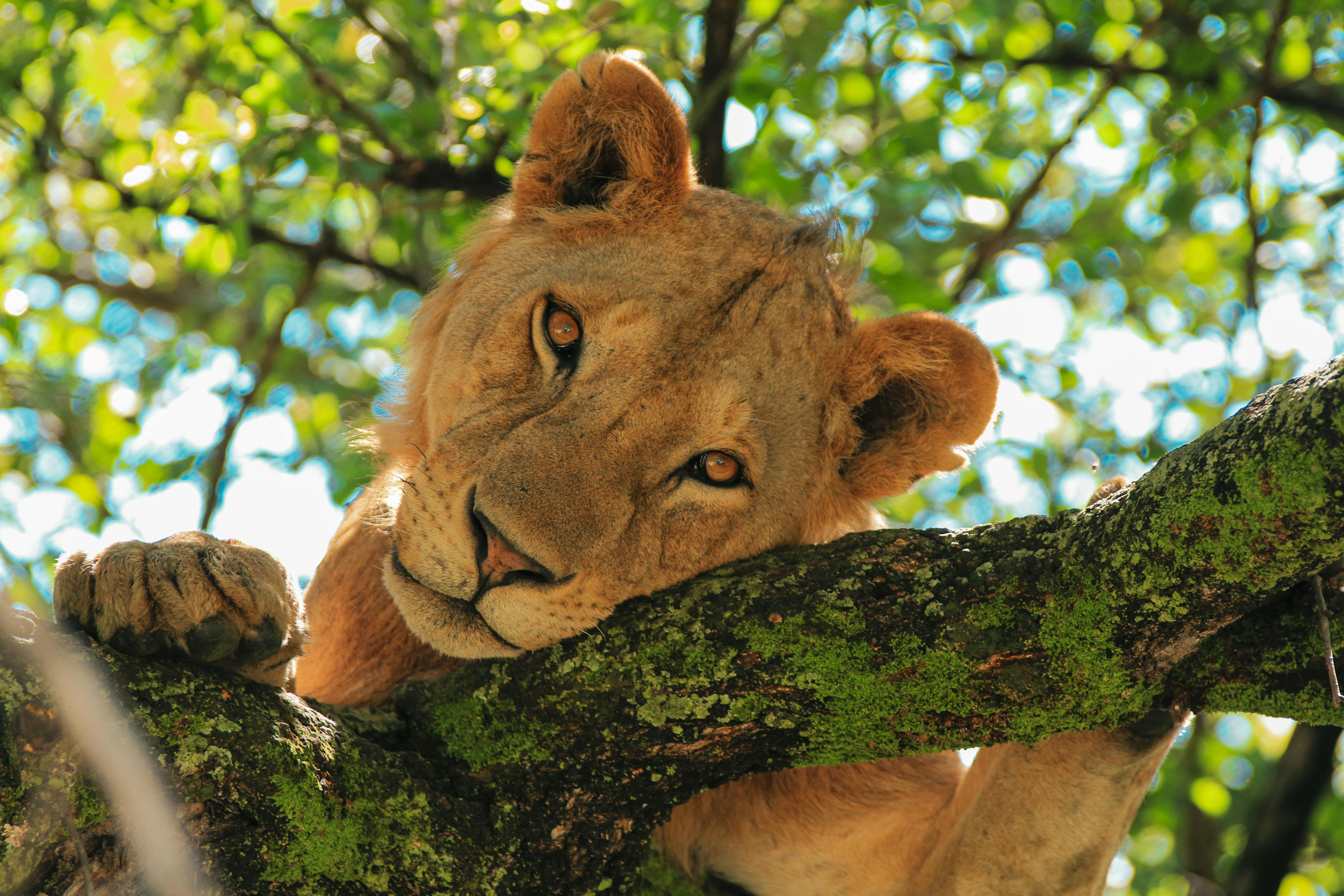 Resting Lion in Sunlit Tree Canopy · Free Stock Photo