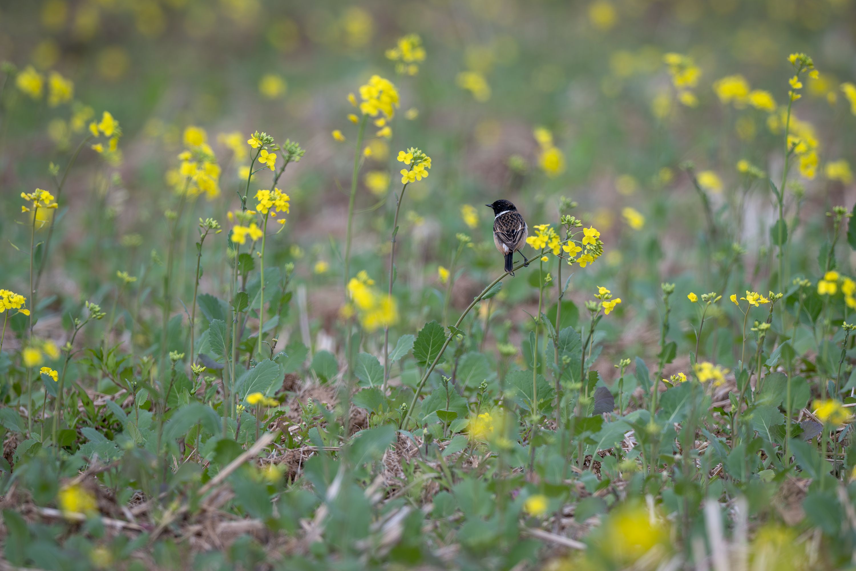 Wild Bird on Blooming Mustard Field in Spring · Free Stock Photo