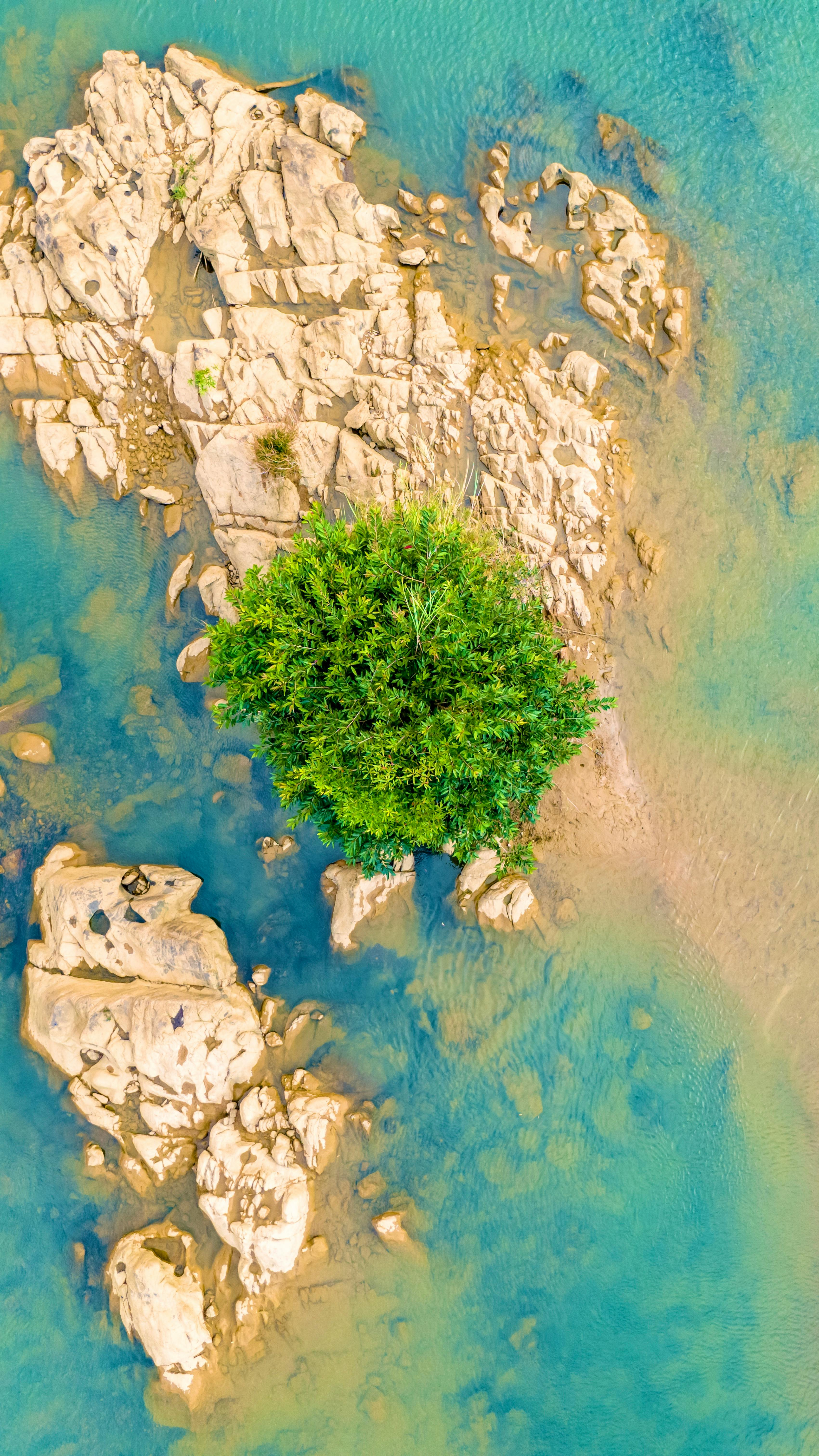 Aerial View of Tree in Vibrant River Landscape · Free Stock Photo