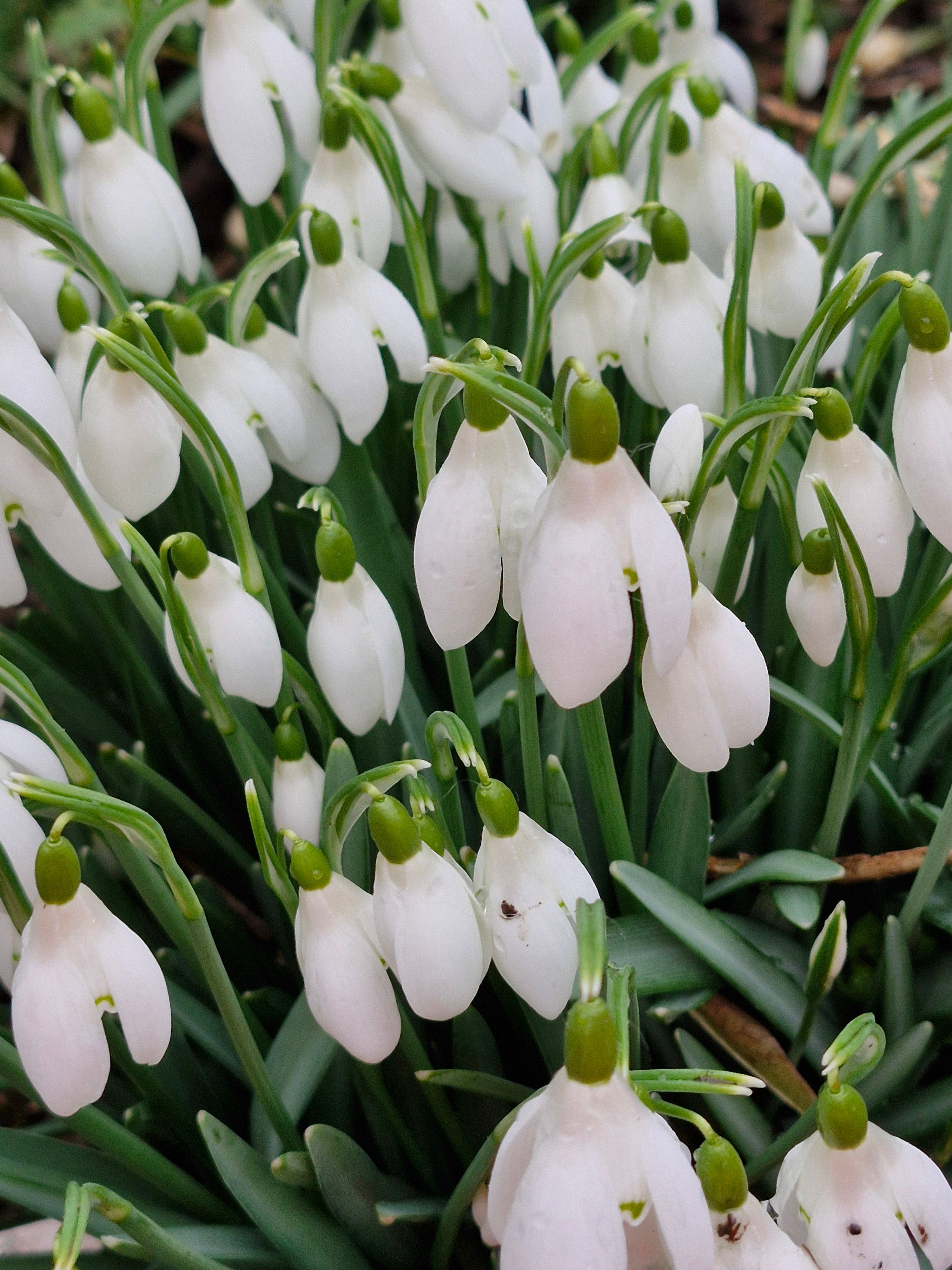 Beautiful Snowdrops in Bloom During Winter · Free Stock Photo