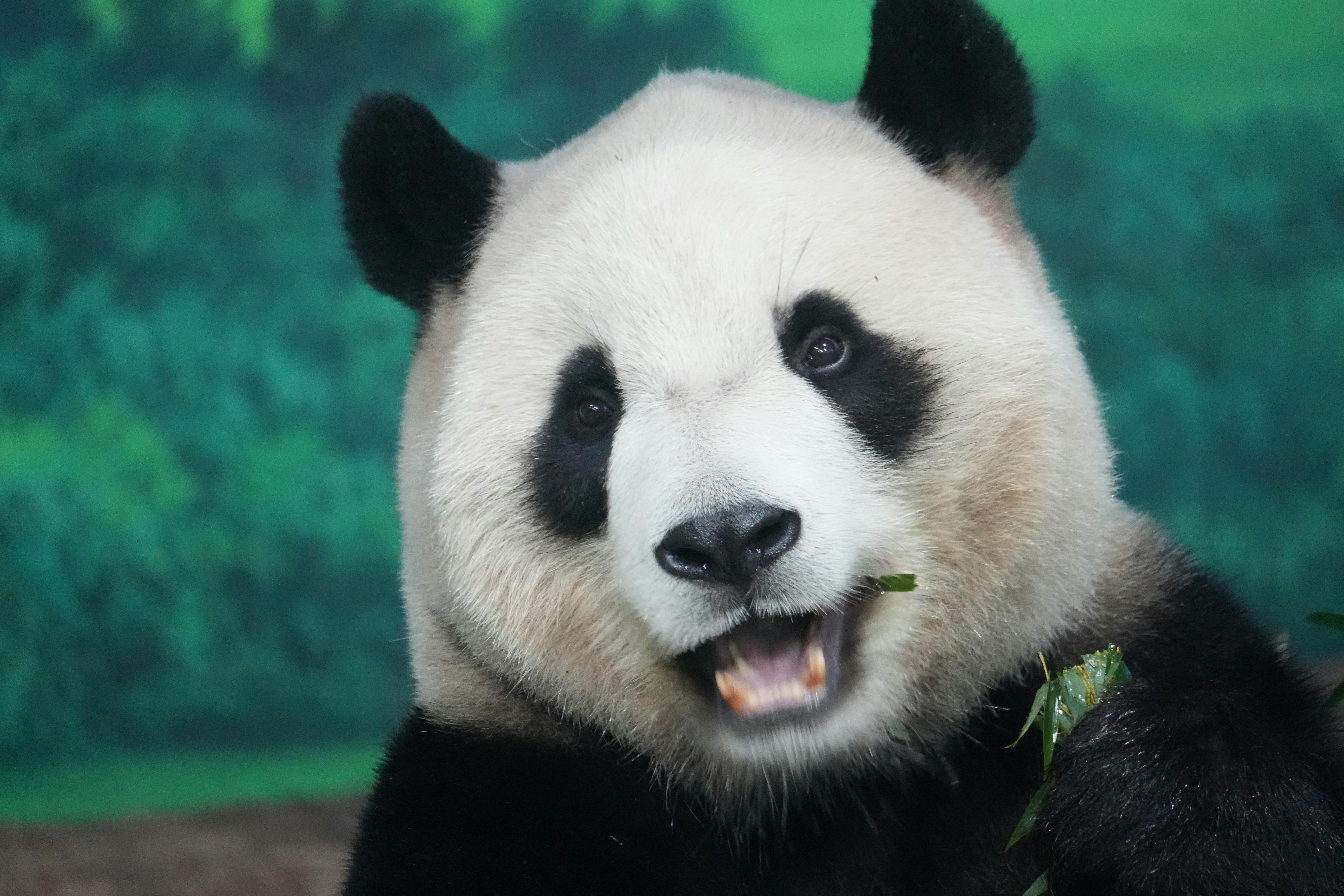 Cute Cartoon Panda Black Background Photos, Download The BEST Free Cute ...