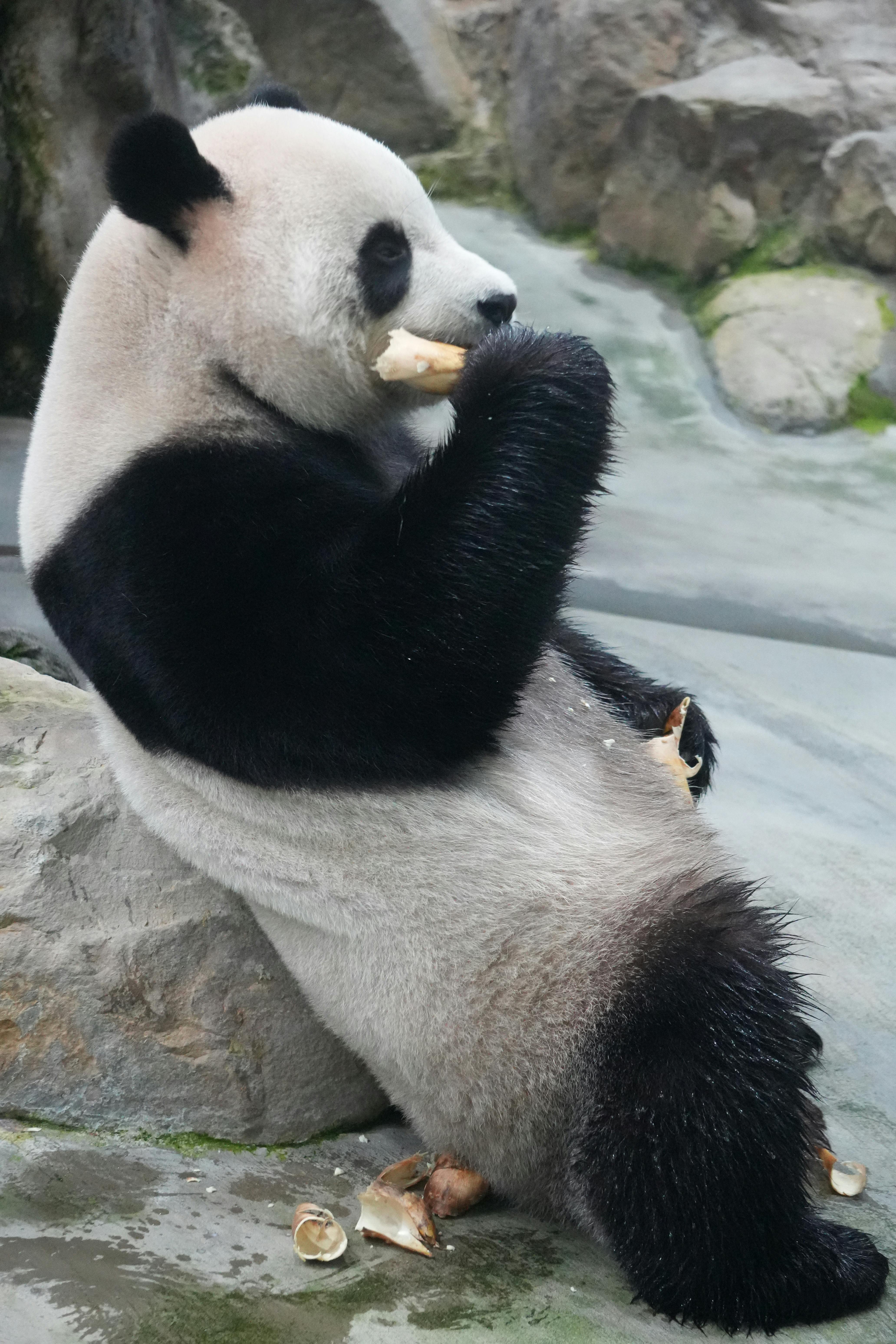 Giant Panda Eating Bamboo in Natural Habitat · Free Stock Photo