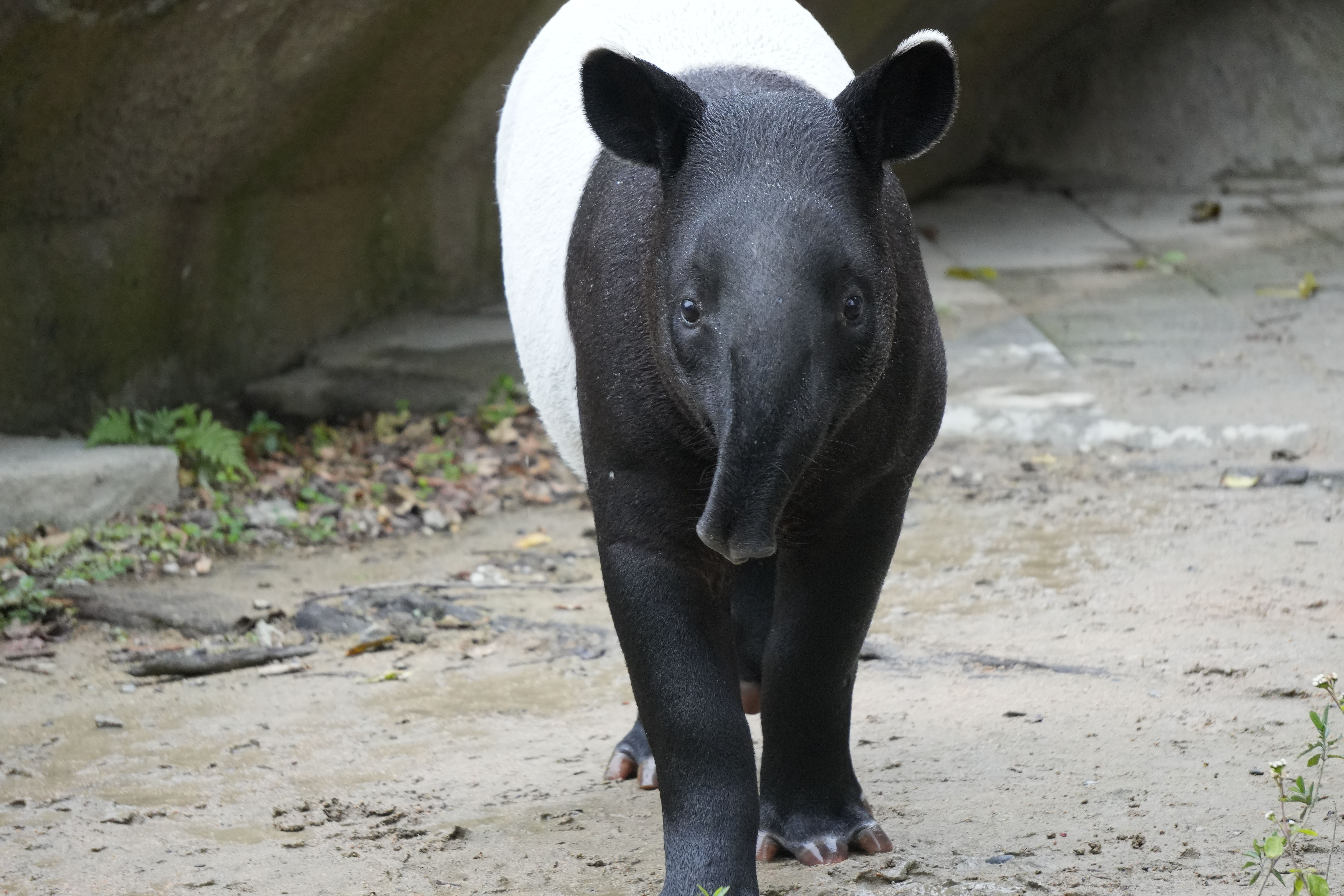 Close-up of Malayan Tapir in Natural Habitat · Free Stock Photo