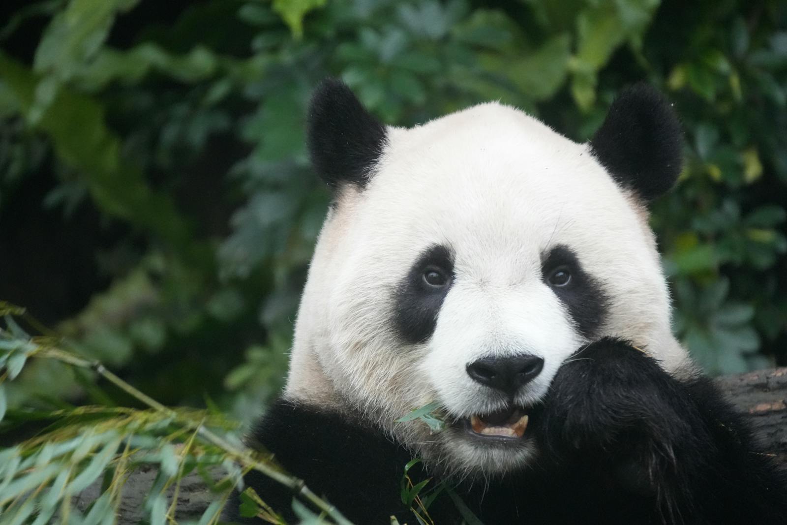 Panda Images Photos, Download The BEST Free Panda Images Stock Photos ...