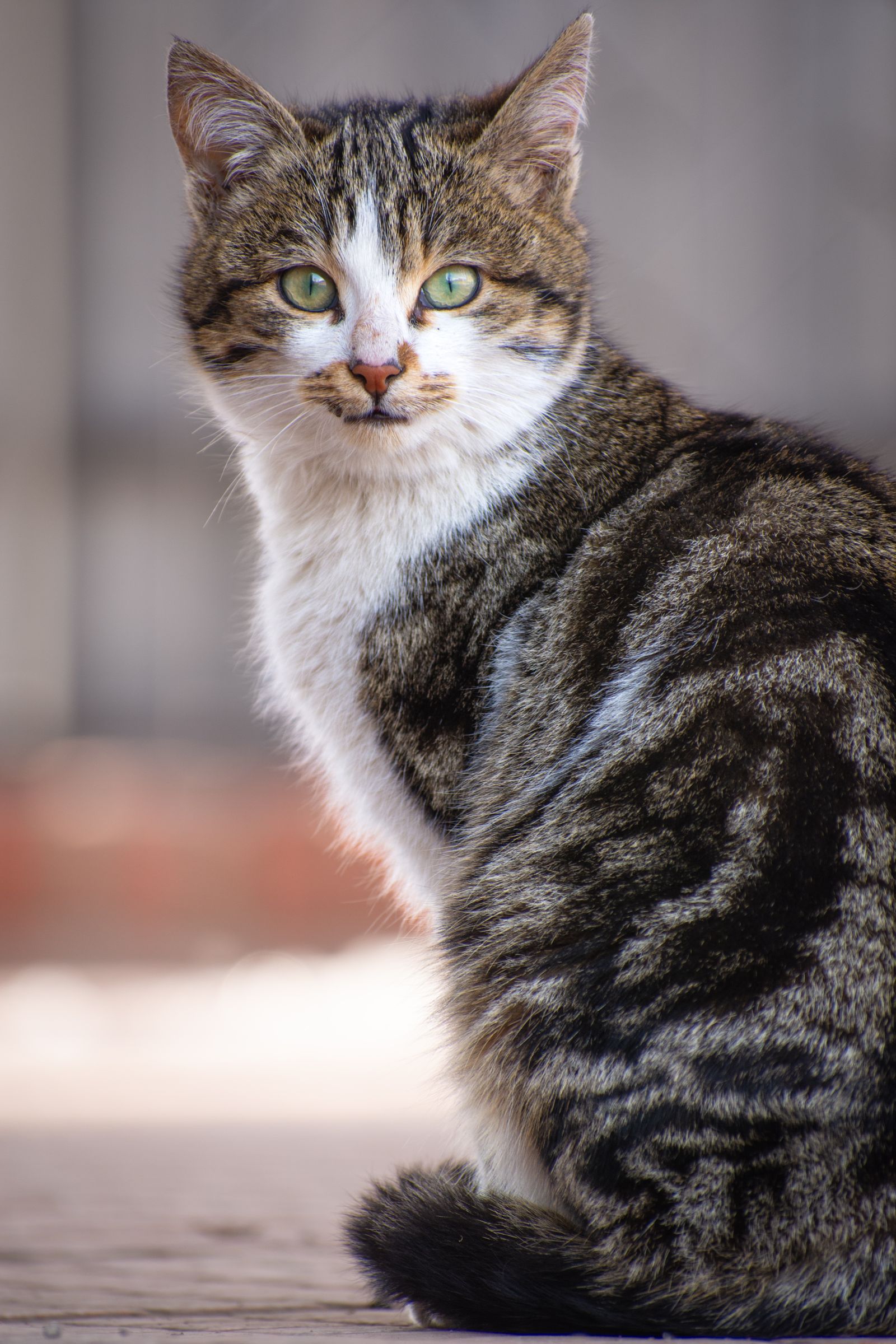 Green Cat Wallpaper Photos, Download The BEST Free Green Cat Wallpaper ...