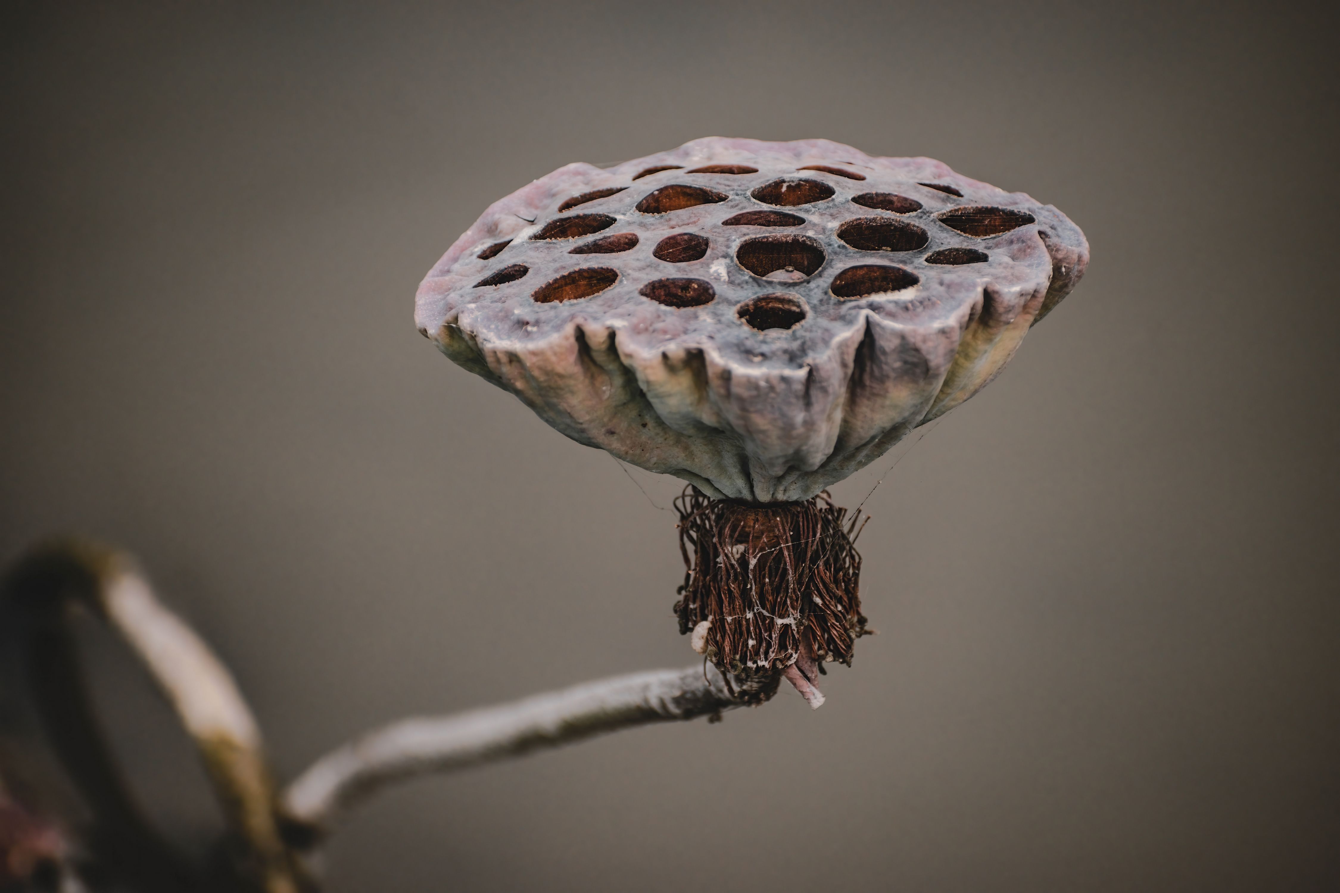 Macro Close-up of Lotus Seed Pod in Vietnam · Free Stock Photo
