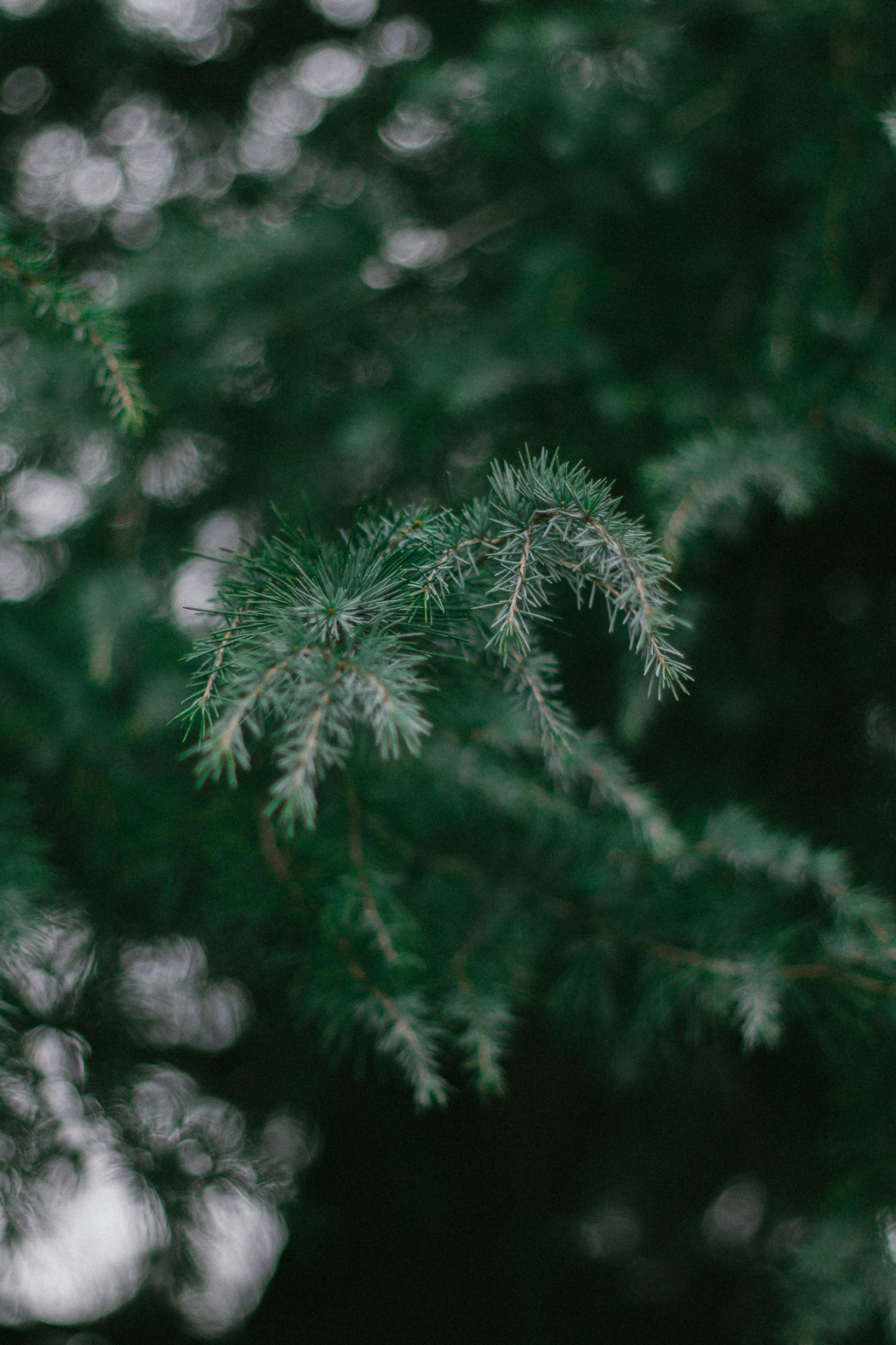 Giuseppe Macri - 사진