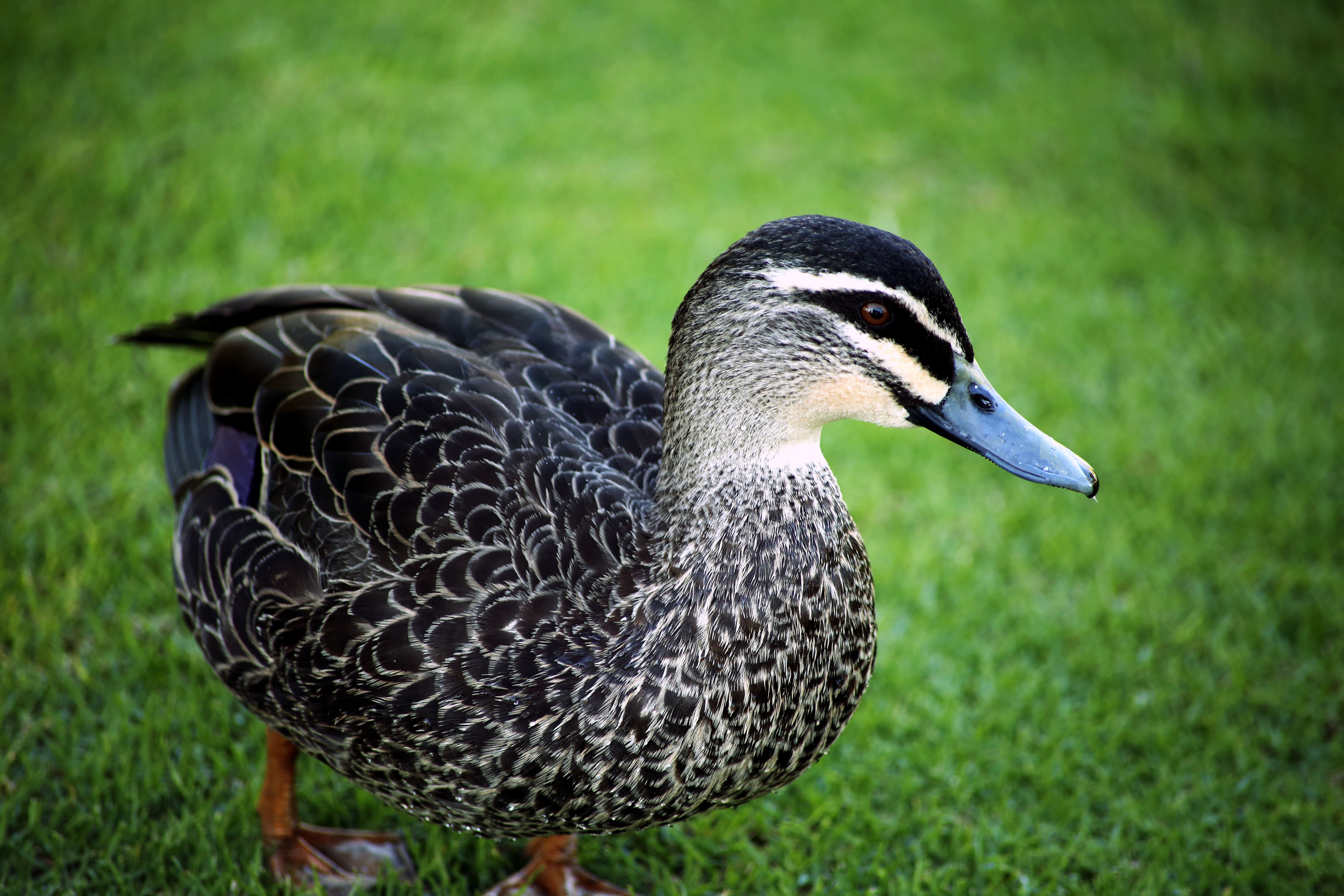 Close-Up of a Pacific Black Duck on Green Grass · Free Stock Photo