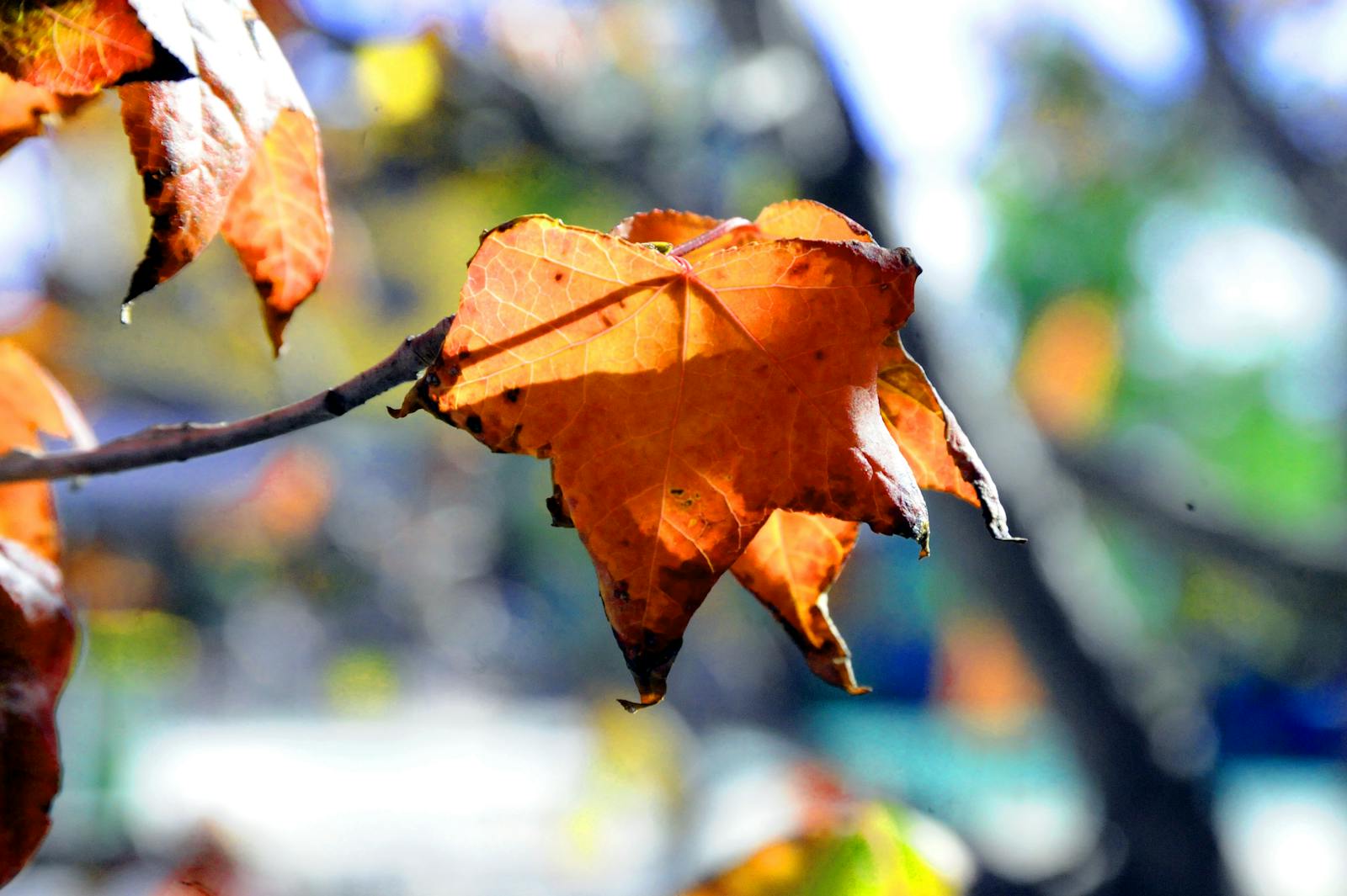 Sun Texture Photos, Download The BEST Free Sun Texture Stock Photos ...