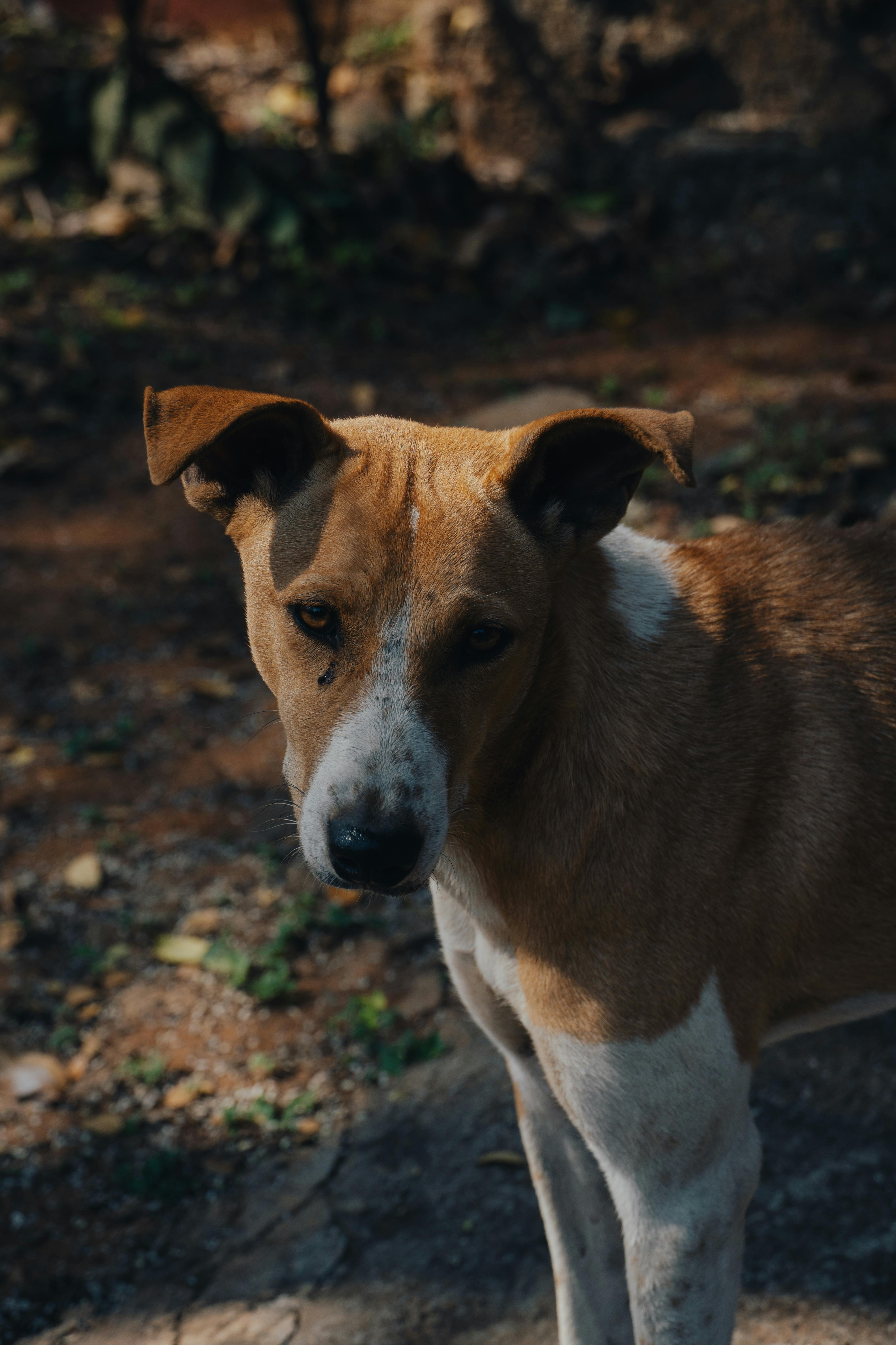 Portrait of an Indian Pariah Dog in Bengaluru · Free Stock Photo