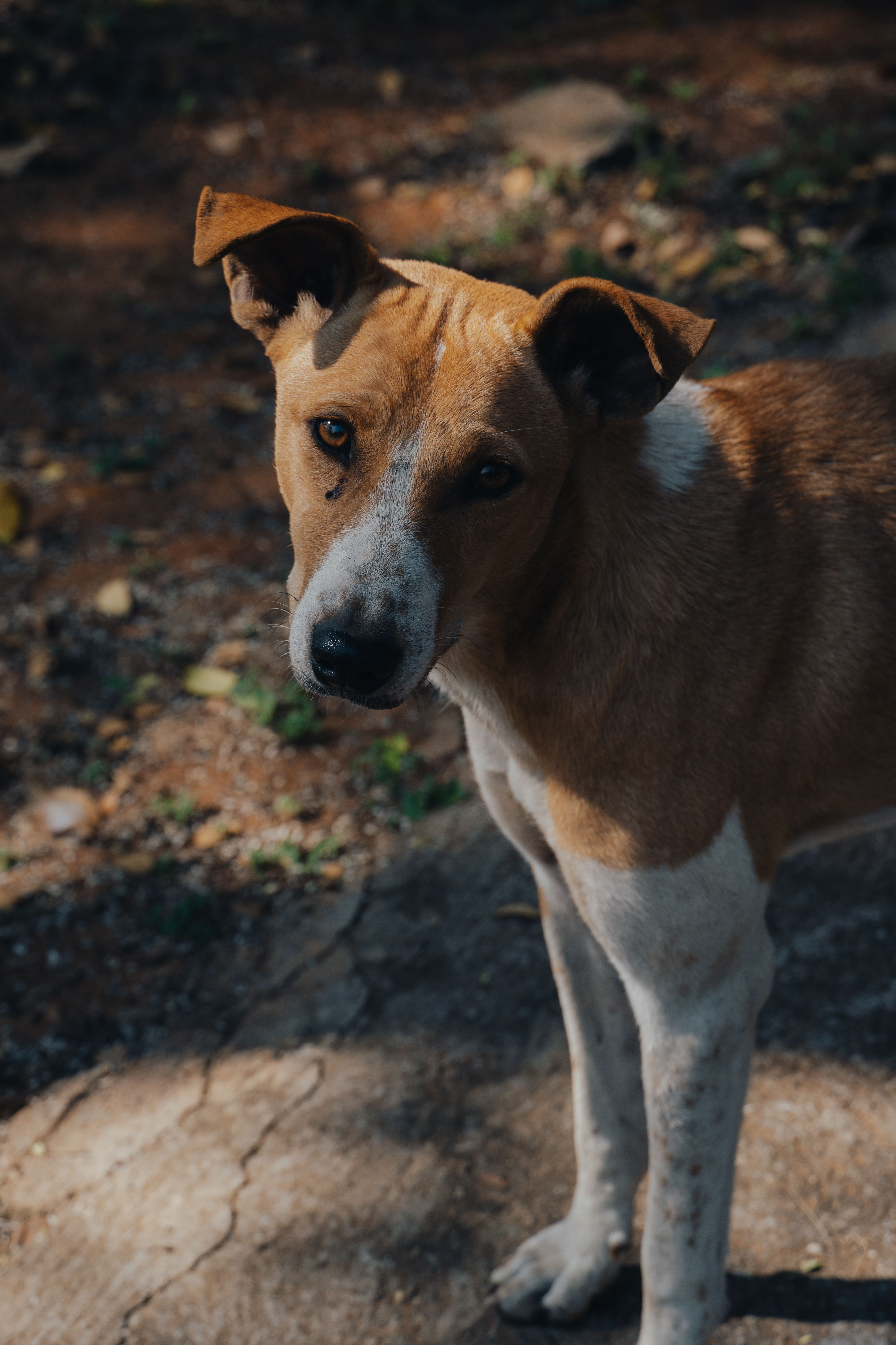 Street Dog Portrait in Bengaluru Sunlight · Free Stock Photo