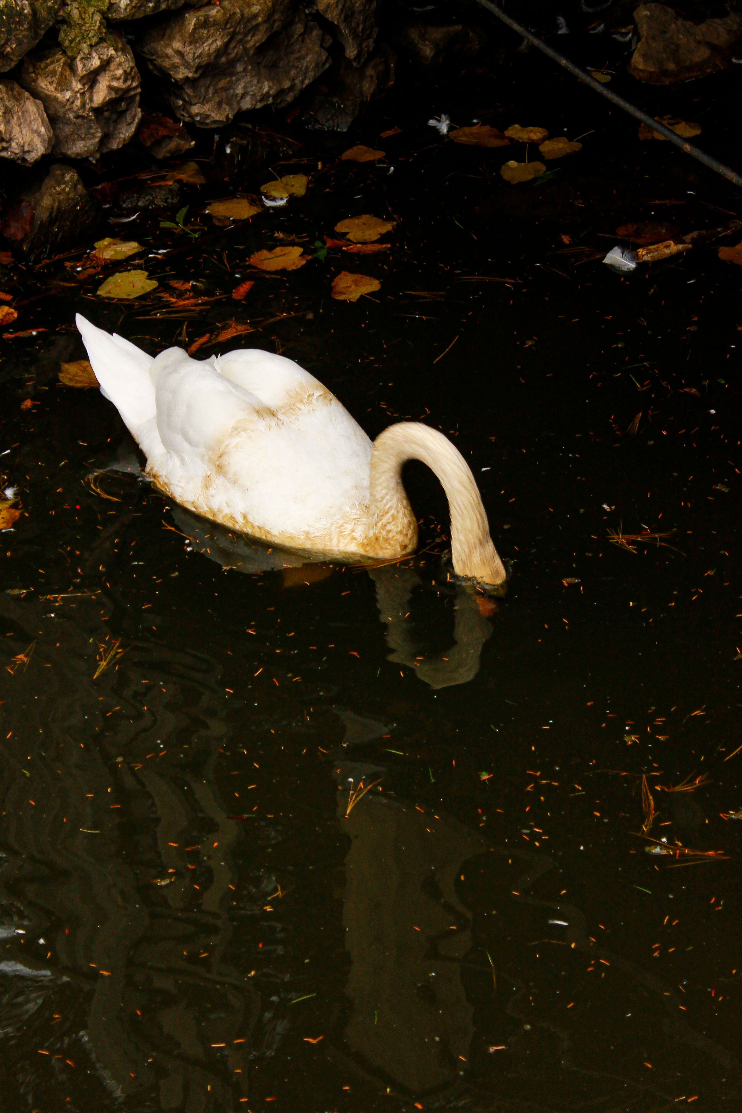 Graceful Swan Feeding in Natural Pond · Free Stock Photo