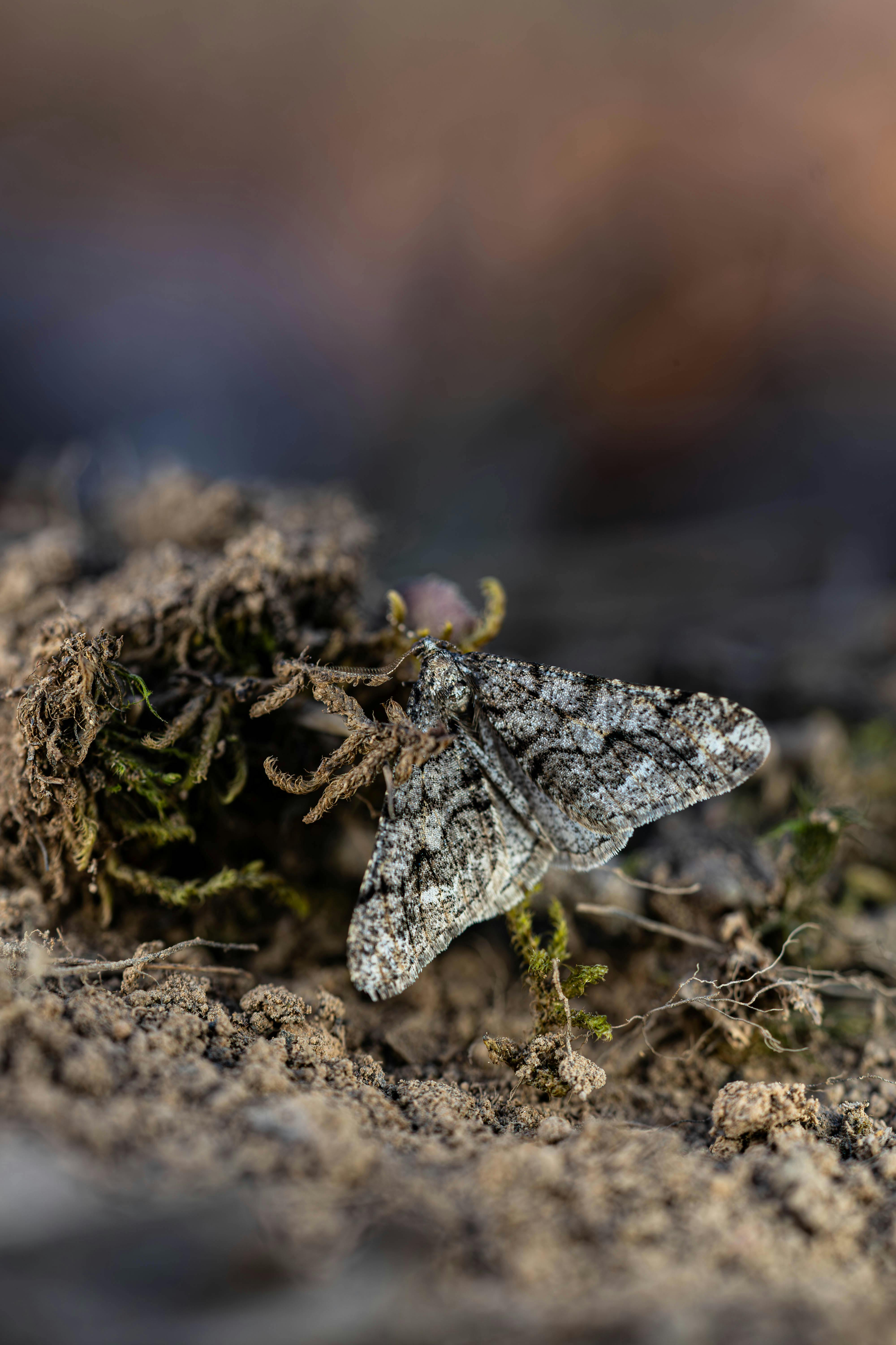 Adaptation Photos, Download The BEST Free Adaptation Stock Photos & HD ...