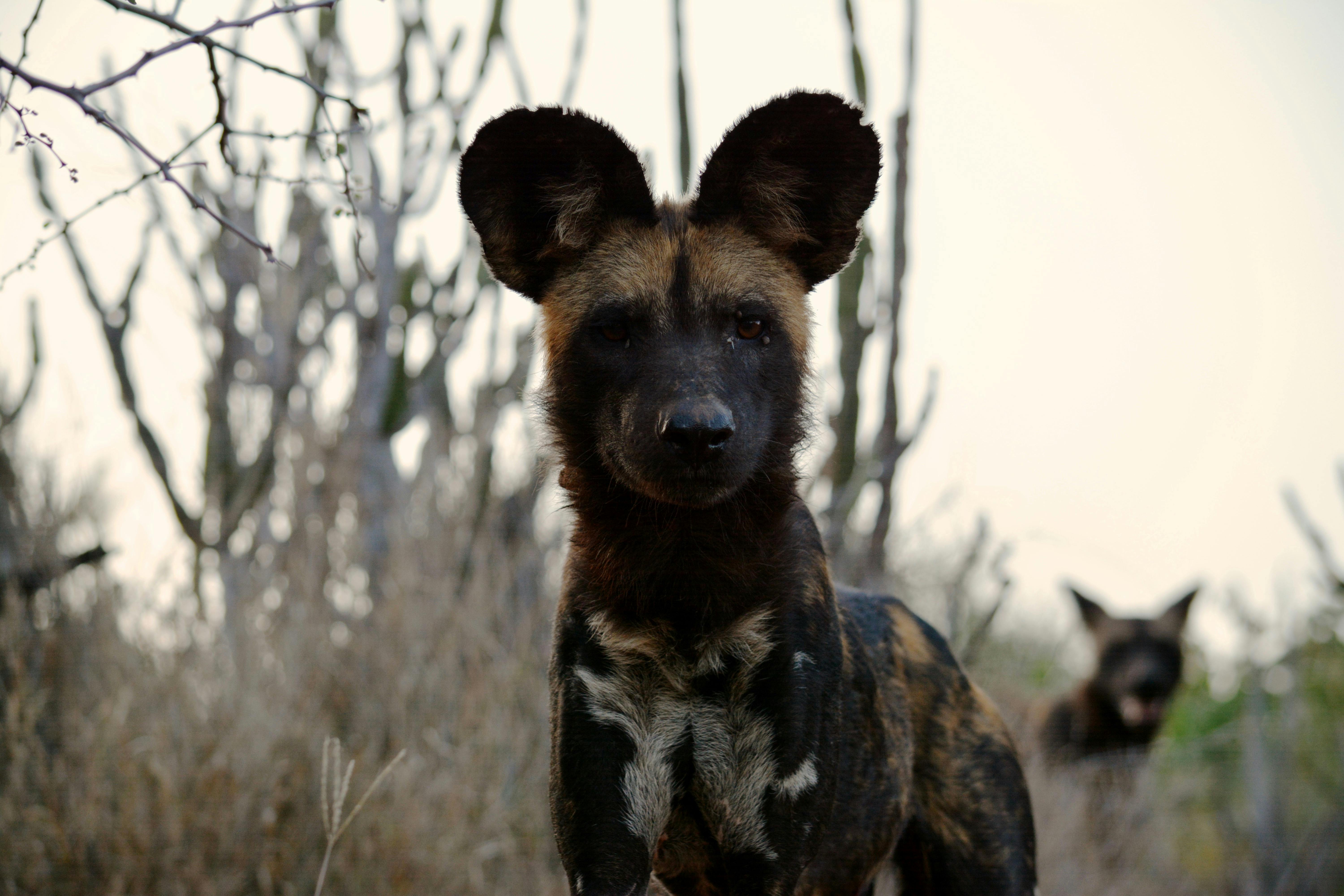 Free stock photo of africa, african wild dog, safari