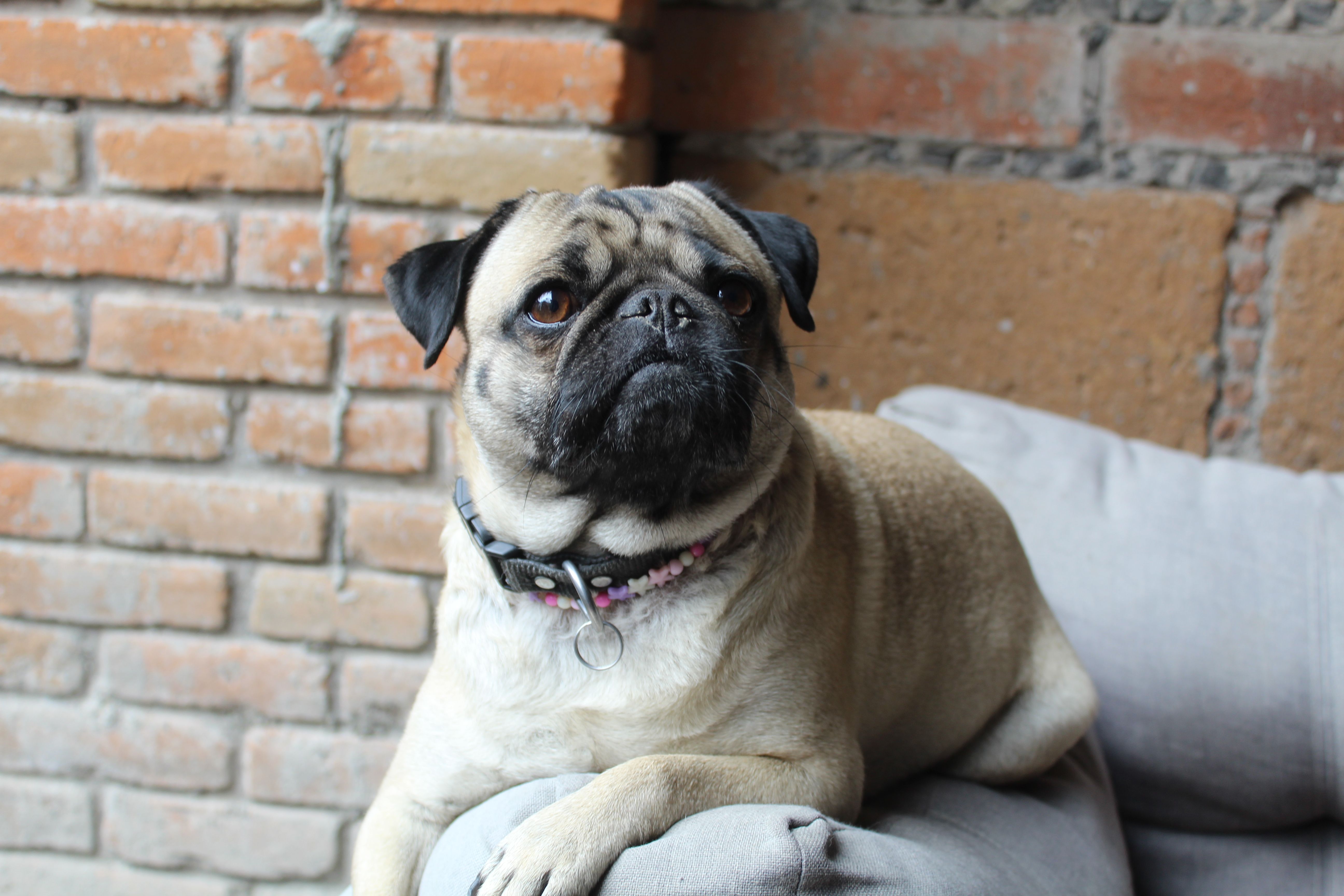 Foto de stock gratuita sobre #interior, adentro, adorable, alerta ...